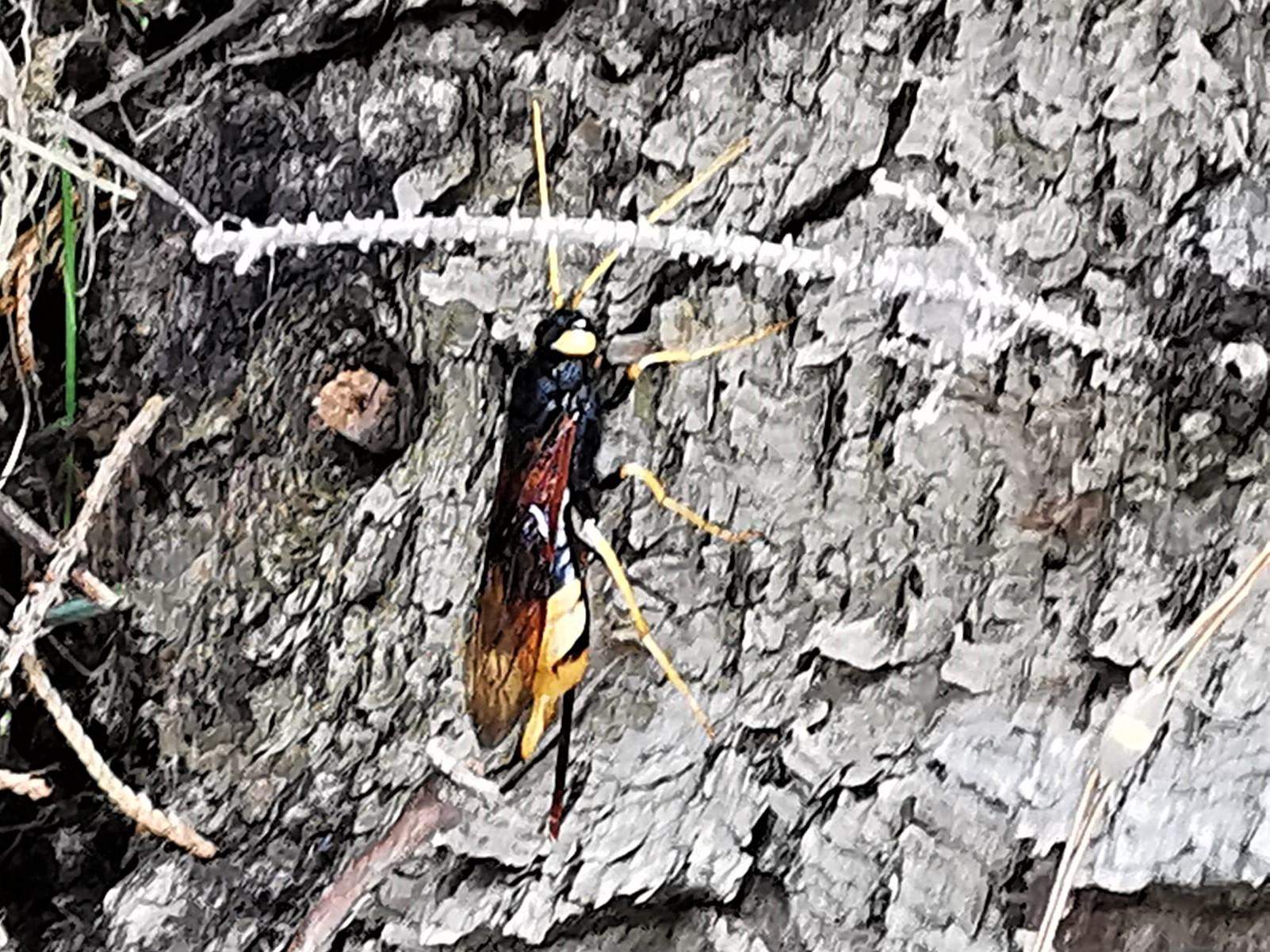 Insekt mit langem Stachel? (Insekten, Wespen)