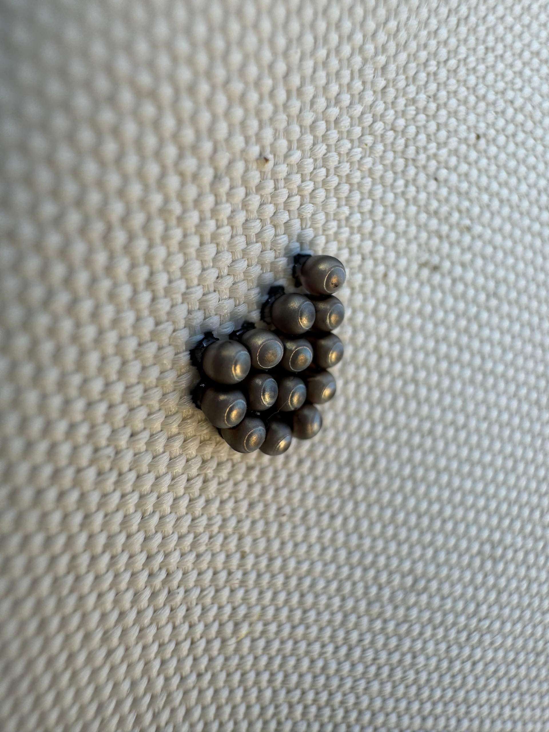 Insekteneier Bestimmung? (Insekten, Eier, Insektenbestimmung)