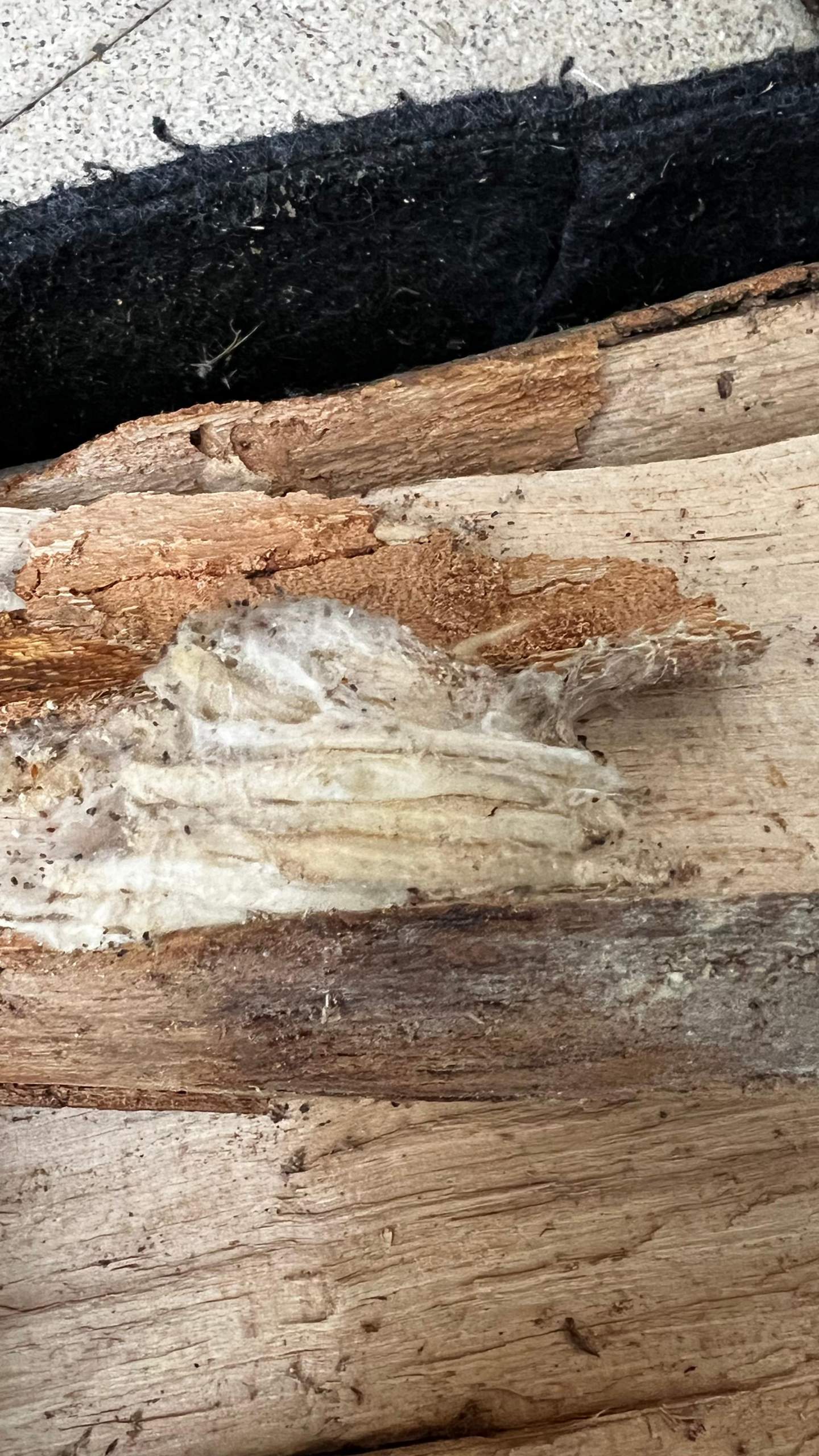 Schwarze Kfer Im Brennholz