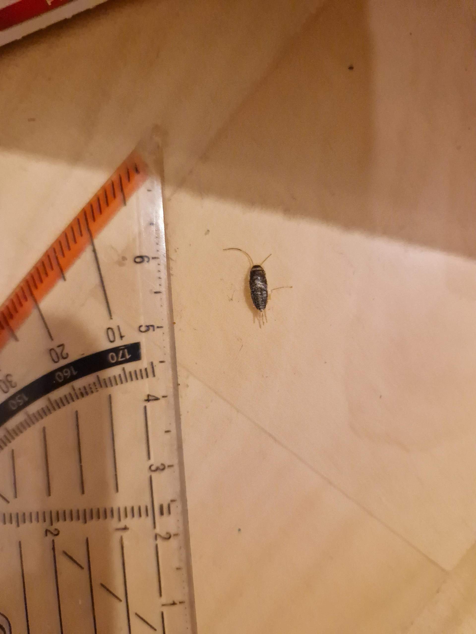 Elegantes Insekten In Wohnung Bild