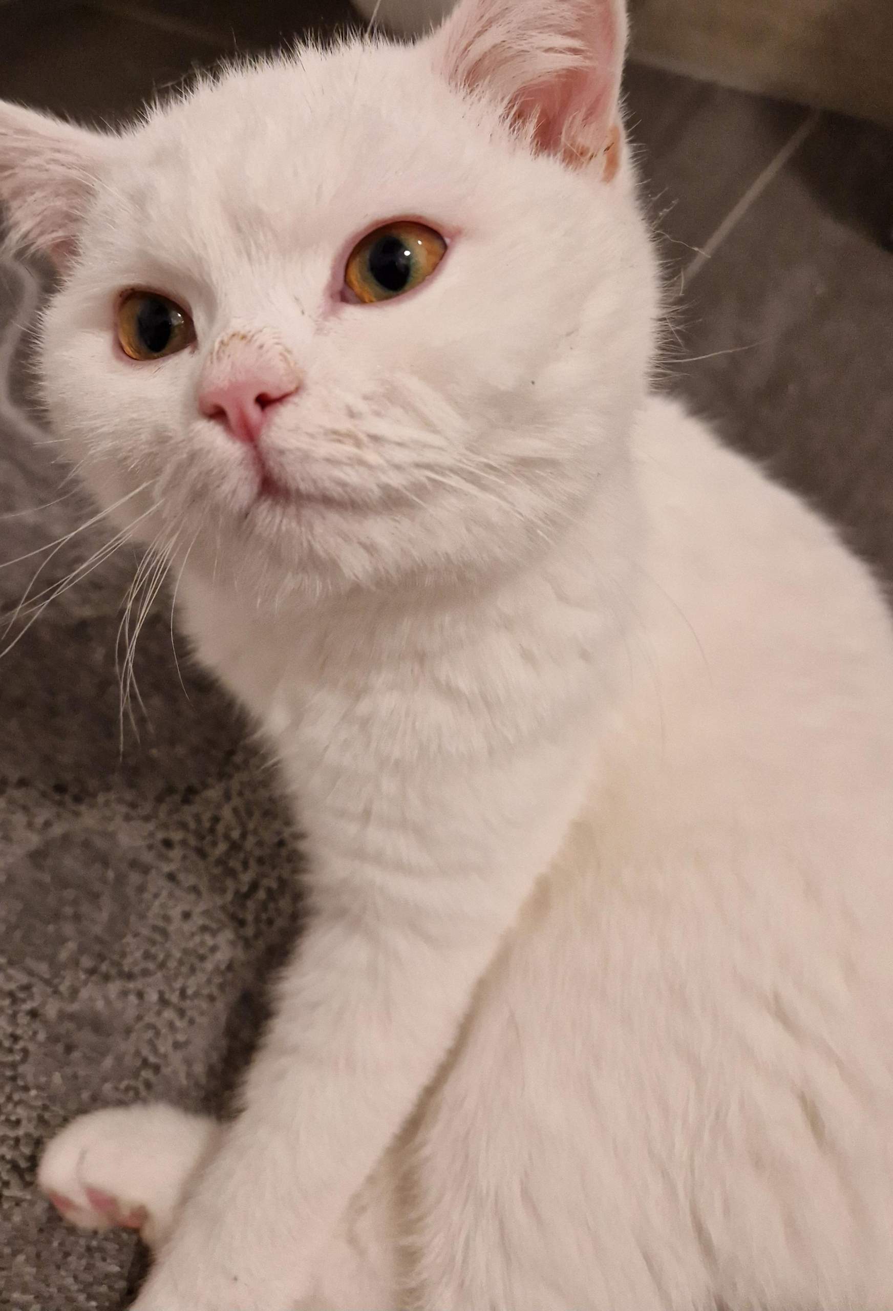 Ist das albern bzw. kindisch? (Verhalten, Kater, Behandlung)