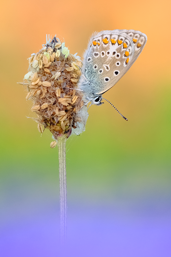 Ist das Bild zu kitschig? (Bilder, Fotografie)