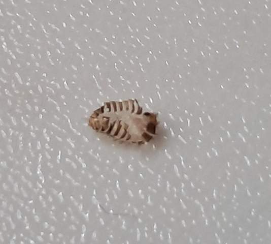 Ist das die Schale einer Bettwanze oder eines Speckkäfers/Teppichkäfer ...