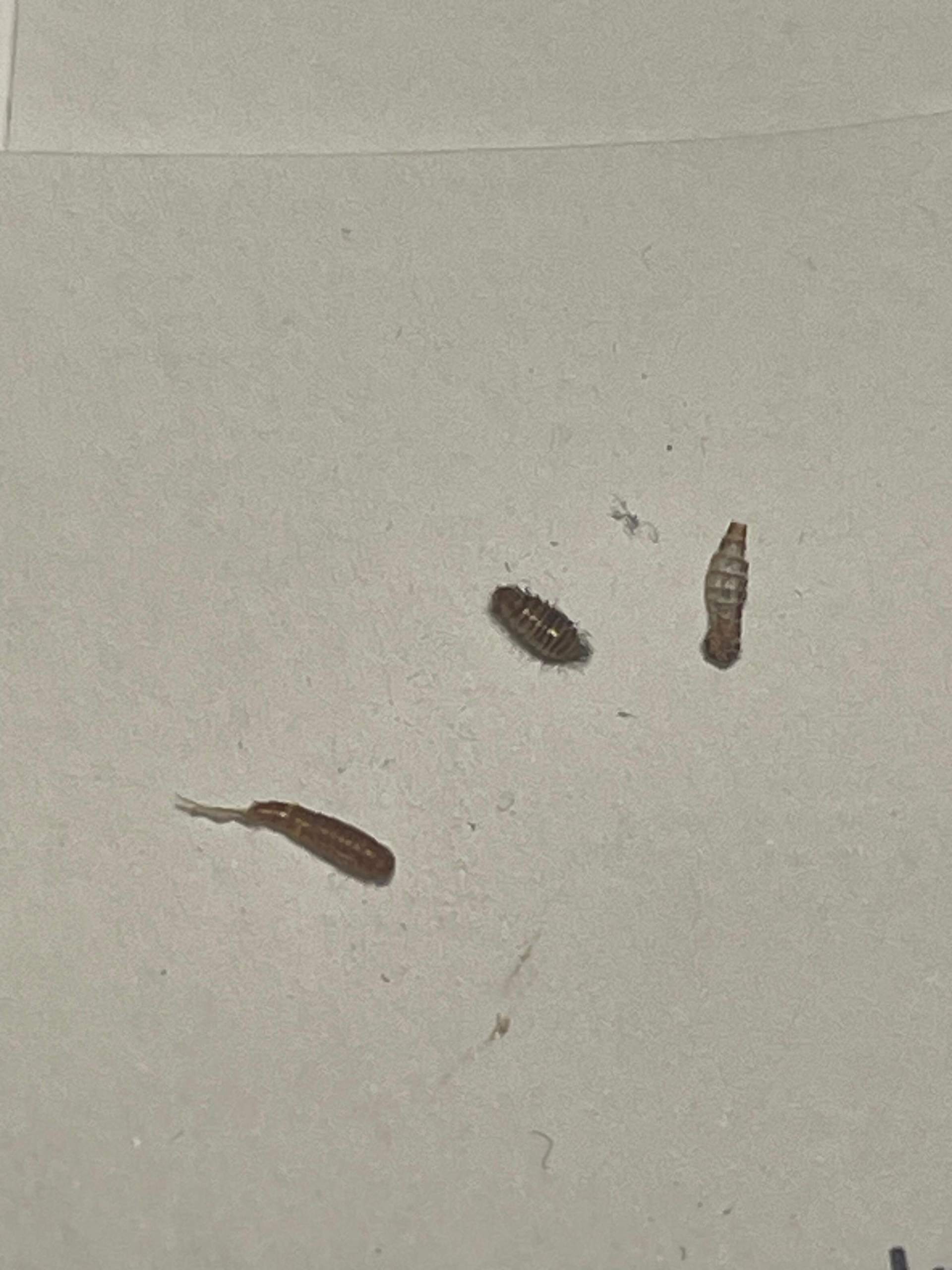 Ist das eine Bettwanze bzw. Larven davon? (Bettwanzen)