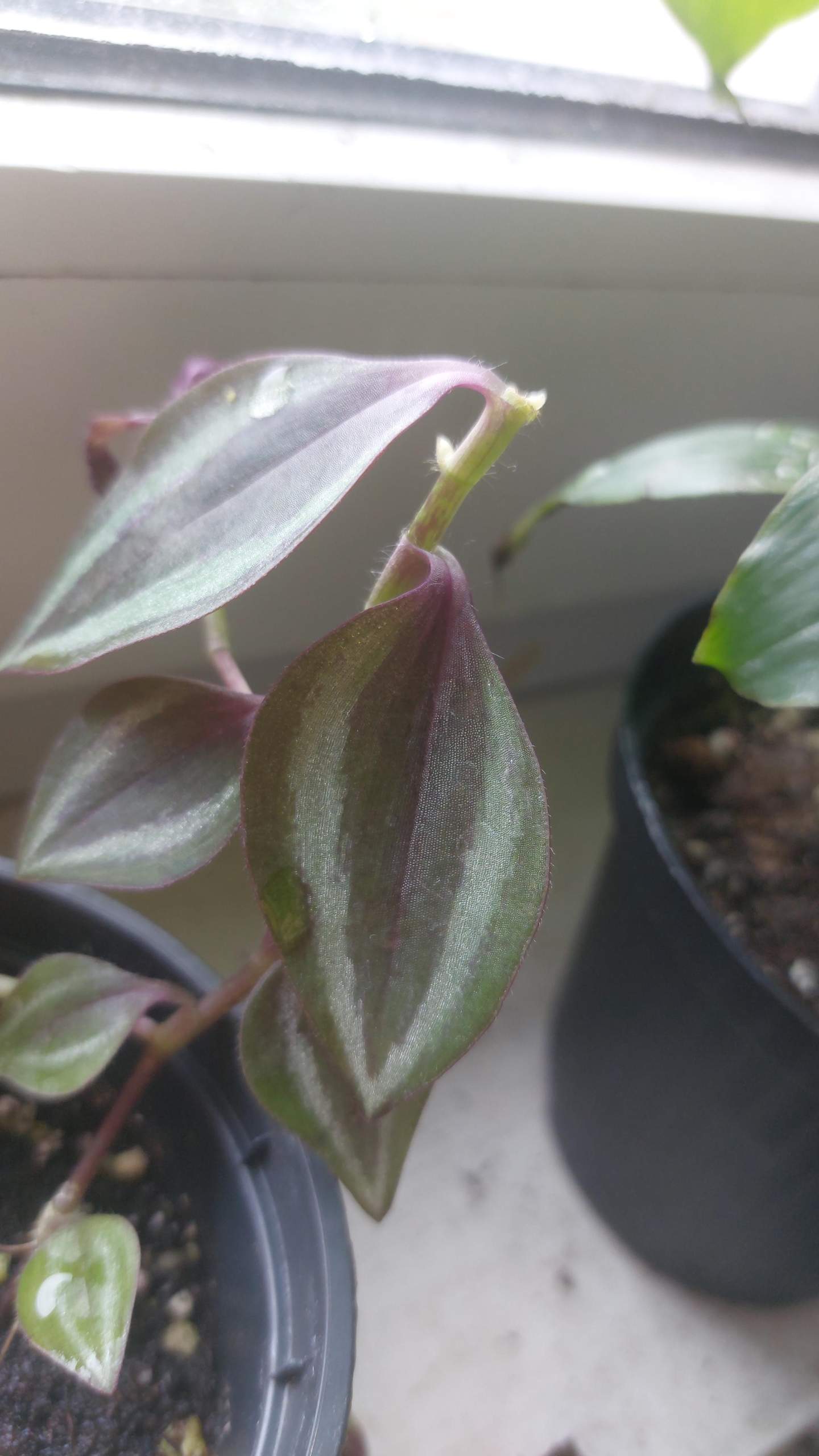 Ist das ein neuer Trieb der Dreimasterblume? (Pflanzenpflege ...