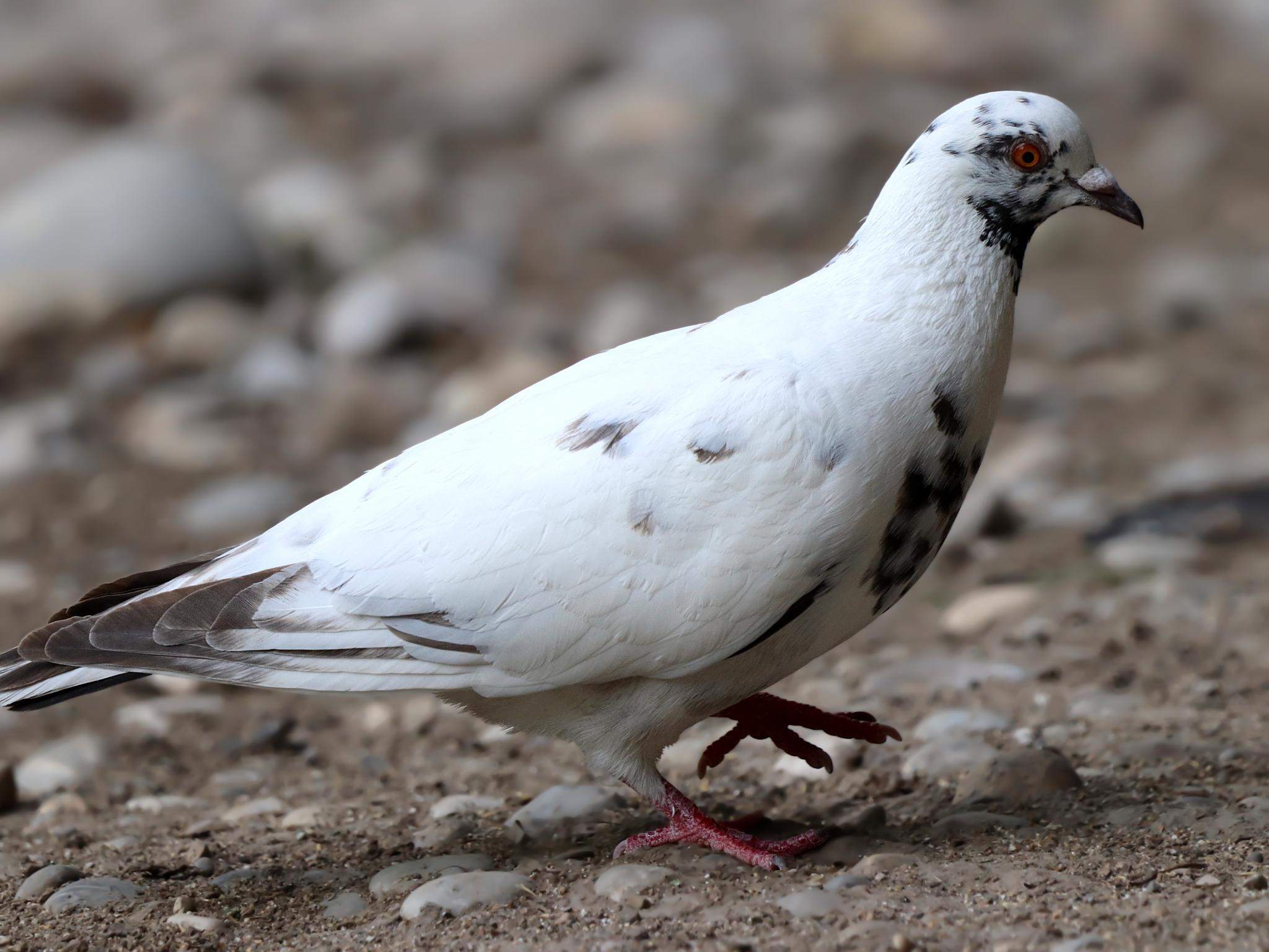 Ist das eine Albino Taube trotz der schwarzen Flecken? (Tiere, Biologie ...