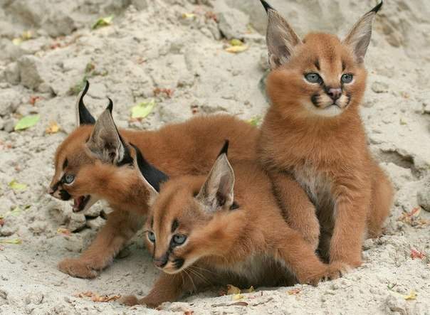 Ist das eine Art Luchs? (Tiere, Tierart)