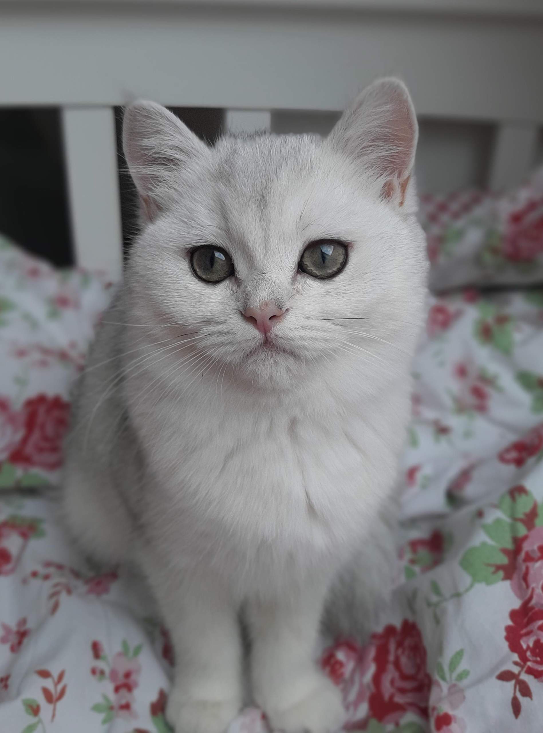 Ist das eine Bkh Katze? (Rasse, Britisch Kurzhaar, Rassekatzen)
