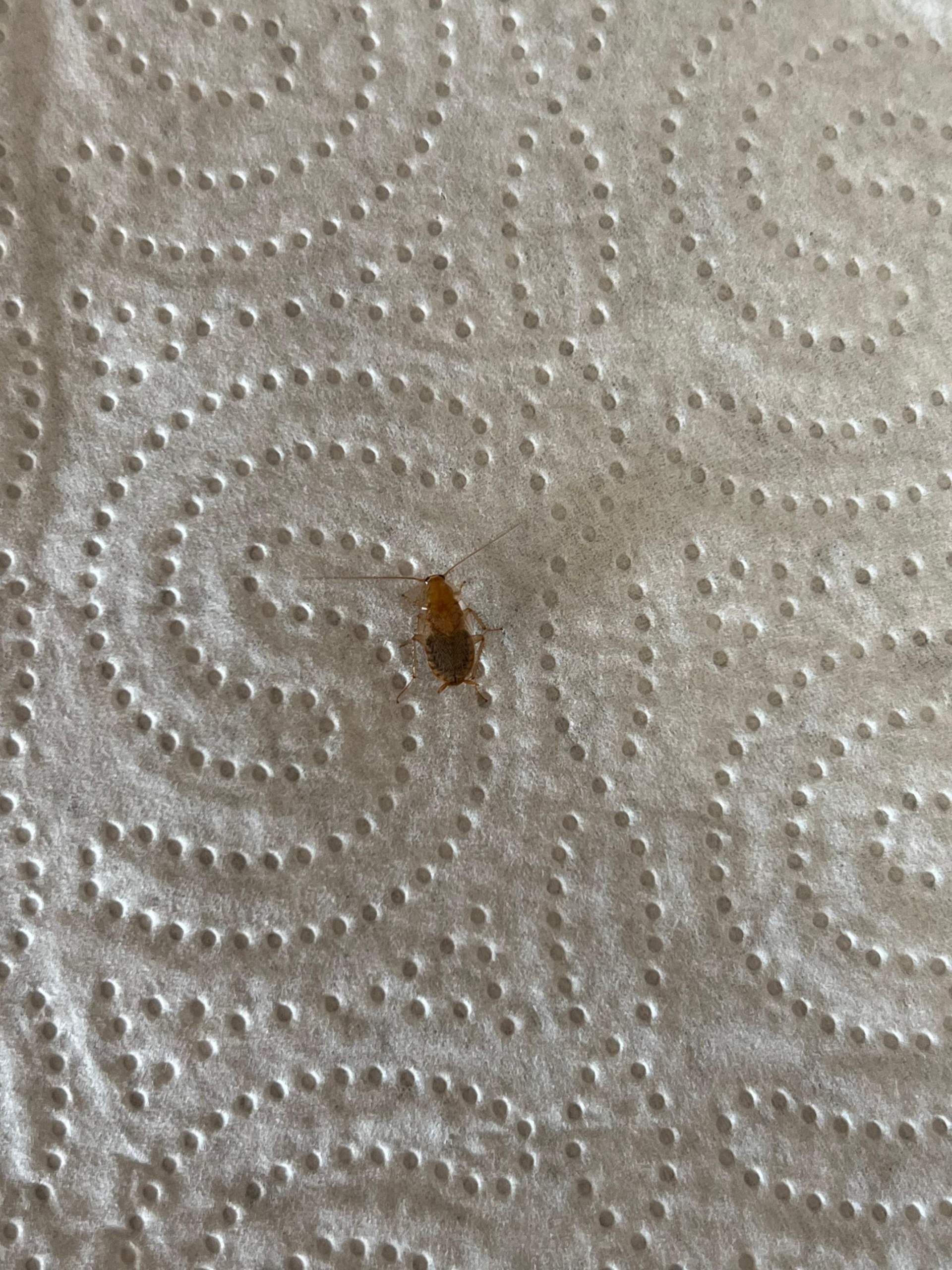 Ist das eine deutsche Hausschabe? (Küche, Insekten, Schädlinge)