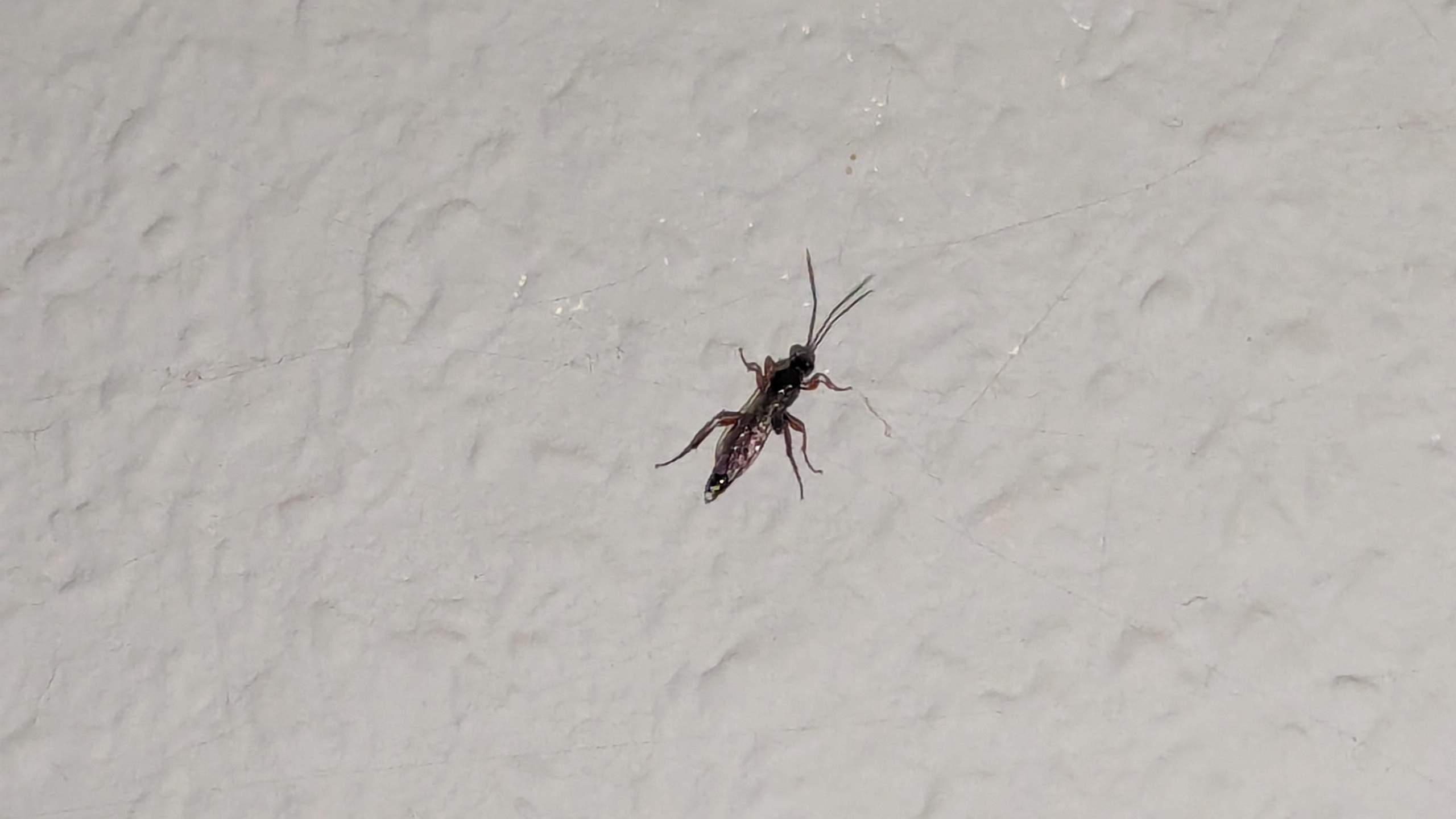 Elegantes Insekten In Wohnung Bild