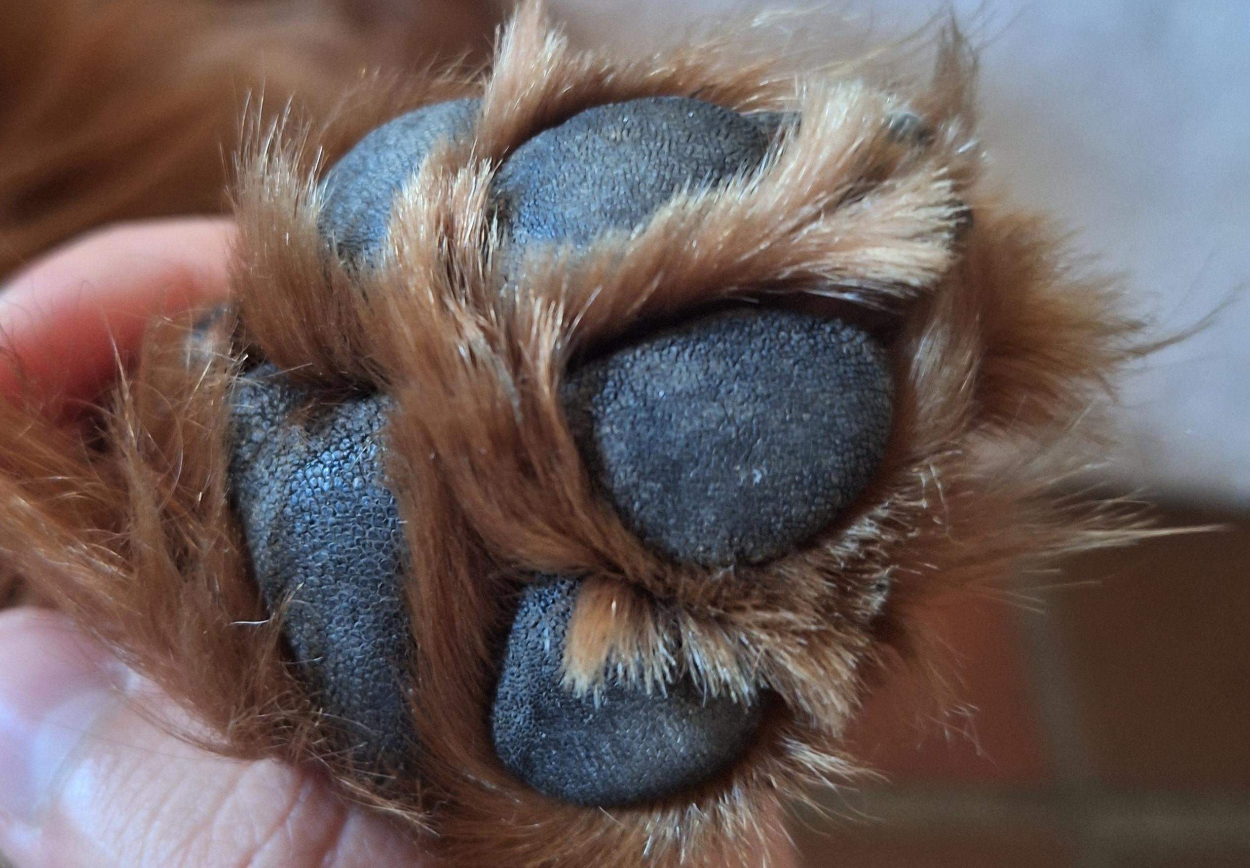 Ist das Fell an den Pfoten unseres Hundes zu lang? (Gesundheit, Haare ...