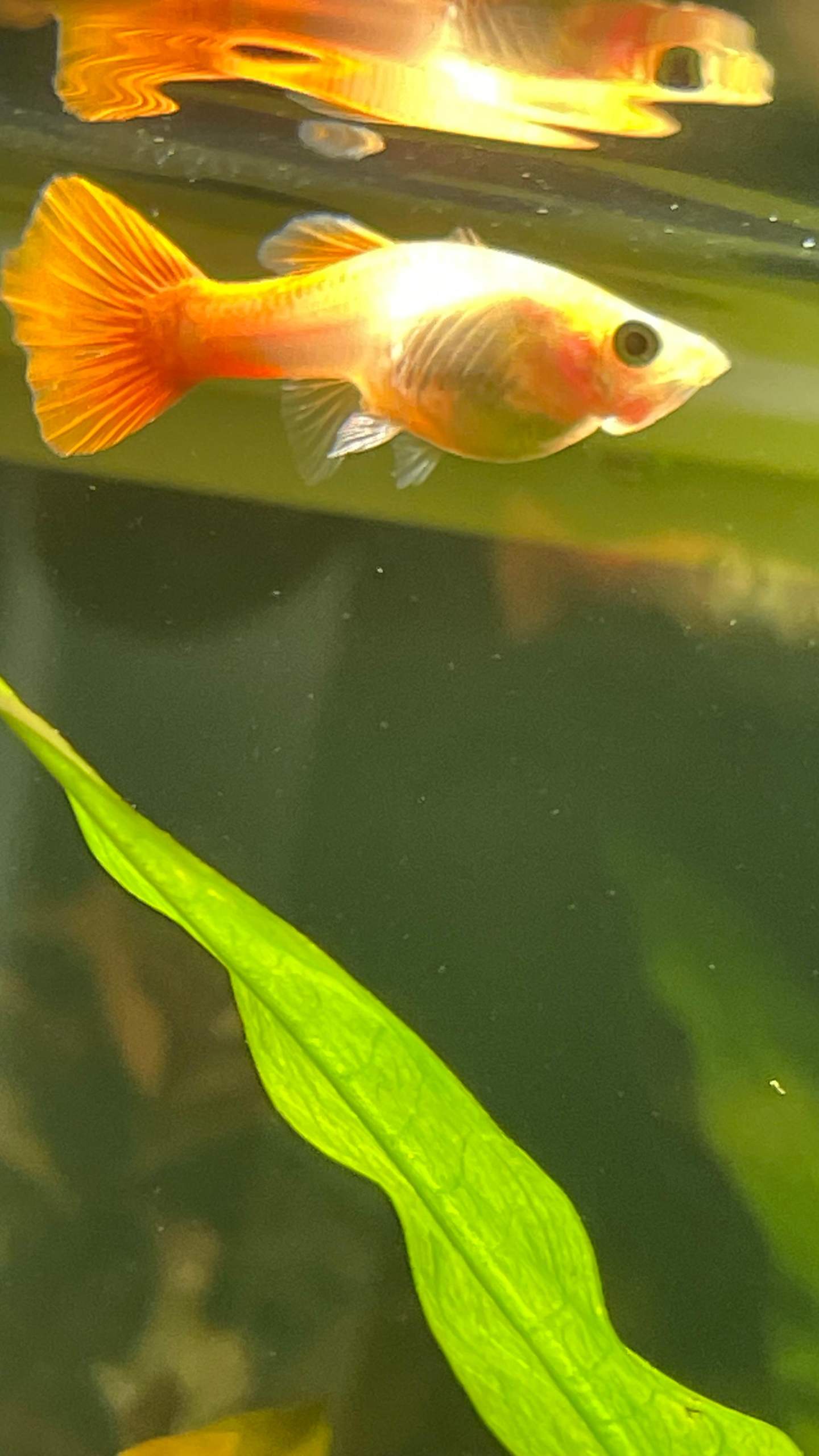 Ist das guppy Weibchen kurz vor der Geburt? (Aquarium) Ist das guppy Weibchen kurz vor der Geburt? (Aquarium)