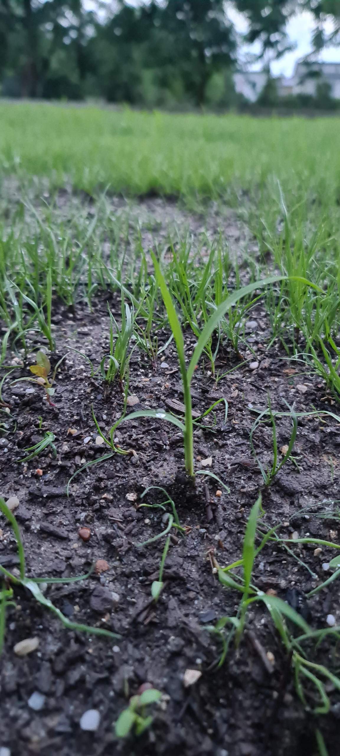 ISt das hirse im rasen? (Garten)