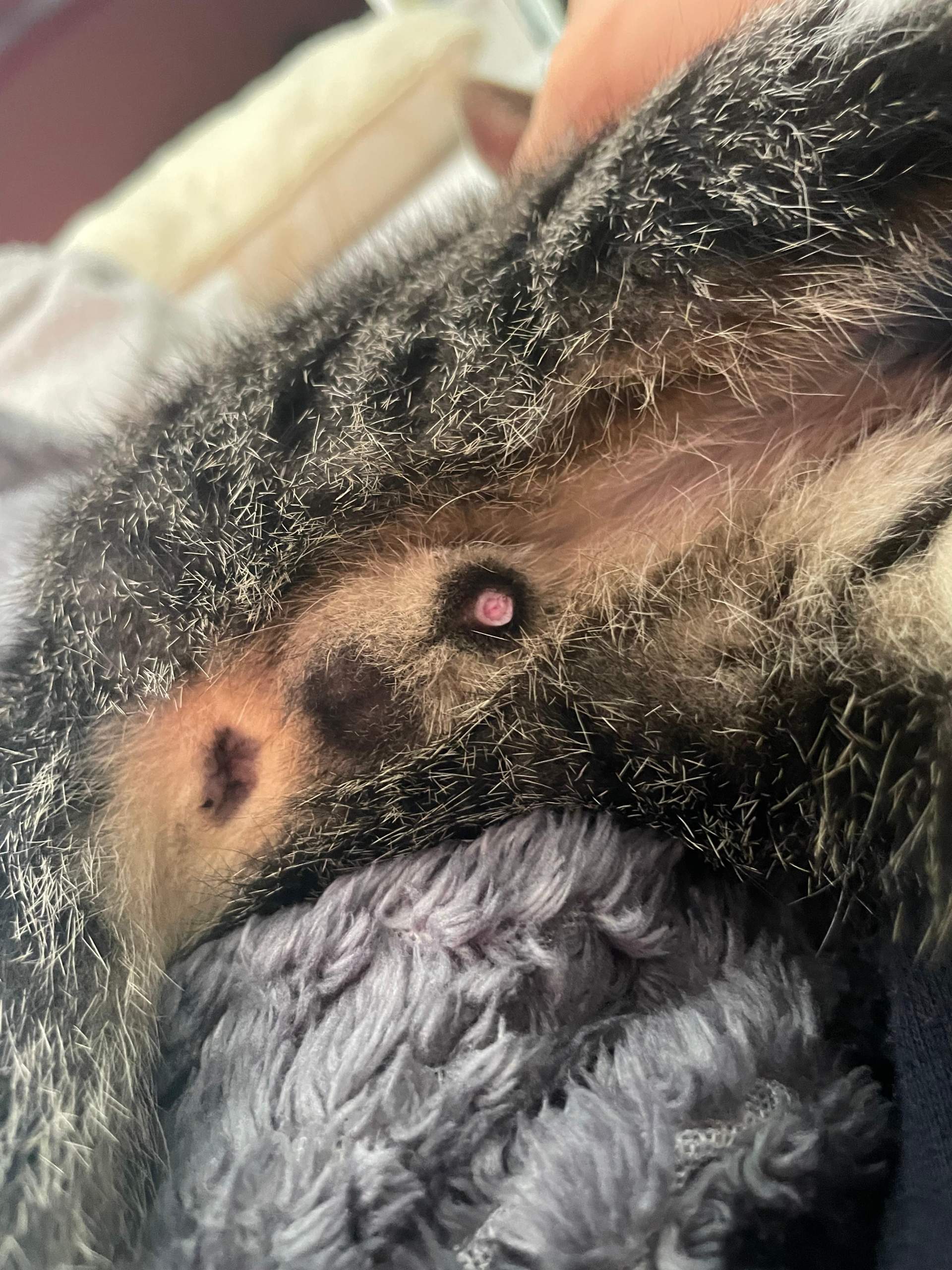 Ist Das Normal An Dem Popo Meiner Babykatze Tierhaltung Tiermedizin
