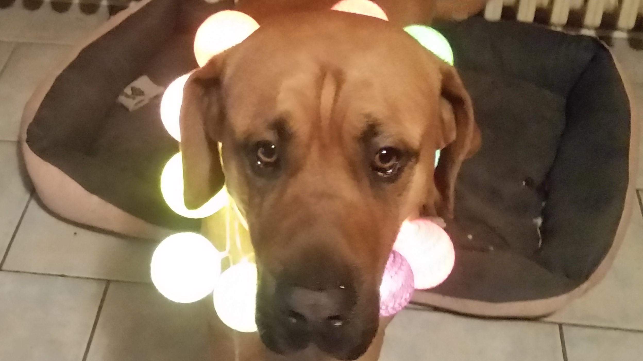 ist das normal das man sein Hund mehr mag wie Menschen..Rede sogar ...