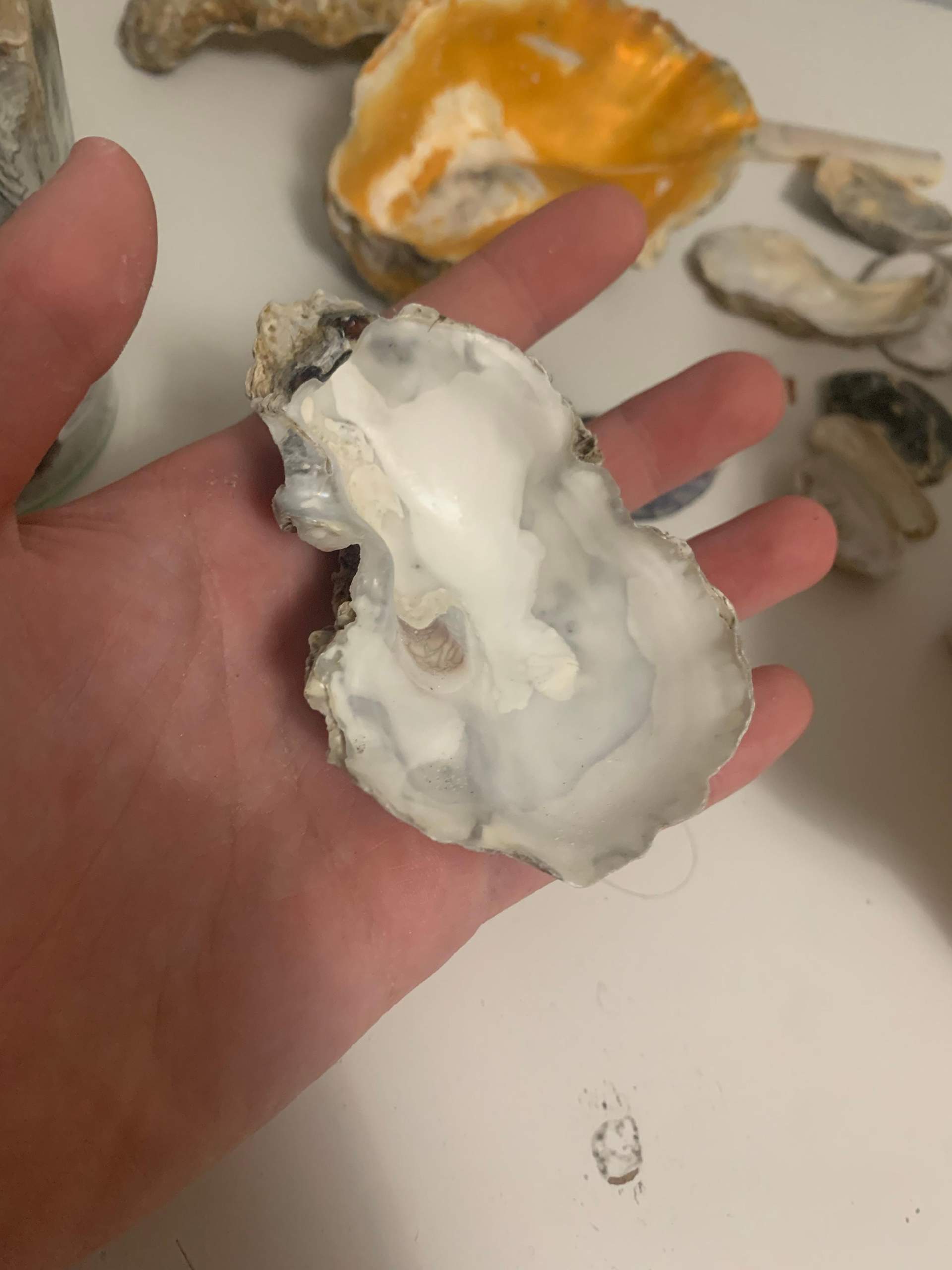 Ist das Perlmutt? (Schmuck)