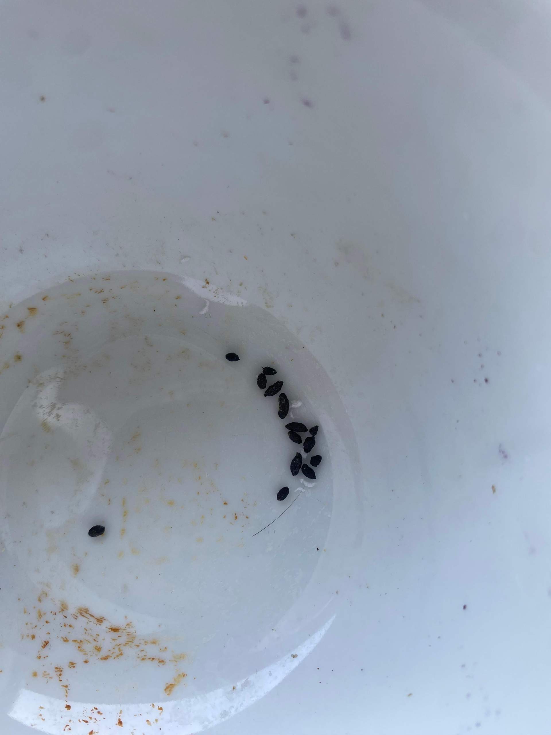 Ist das ratten/mäuse kot? (Gesundheit, Maus, Haltung)
