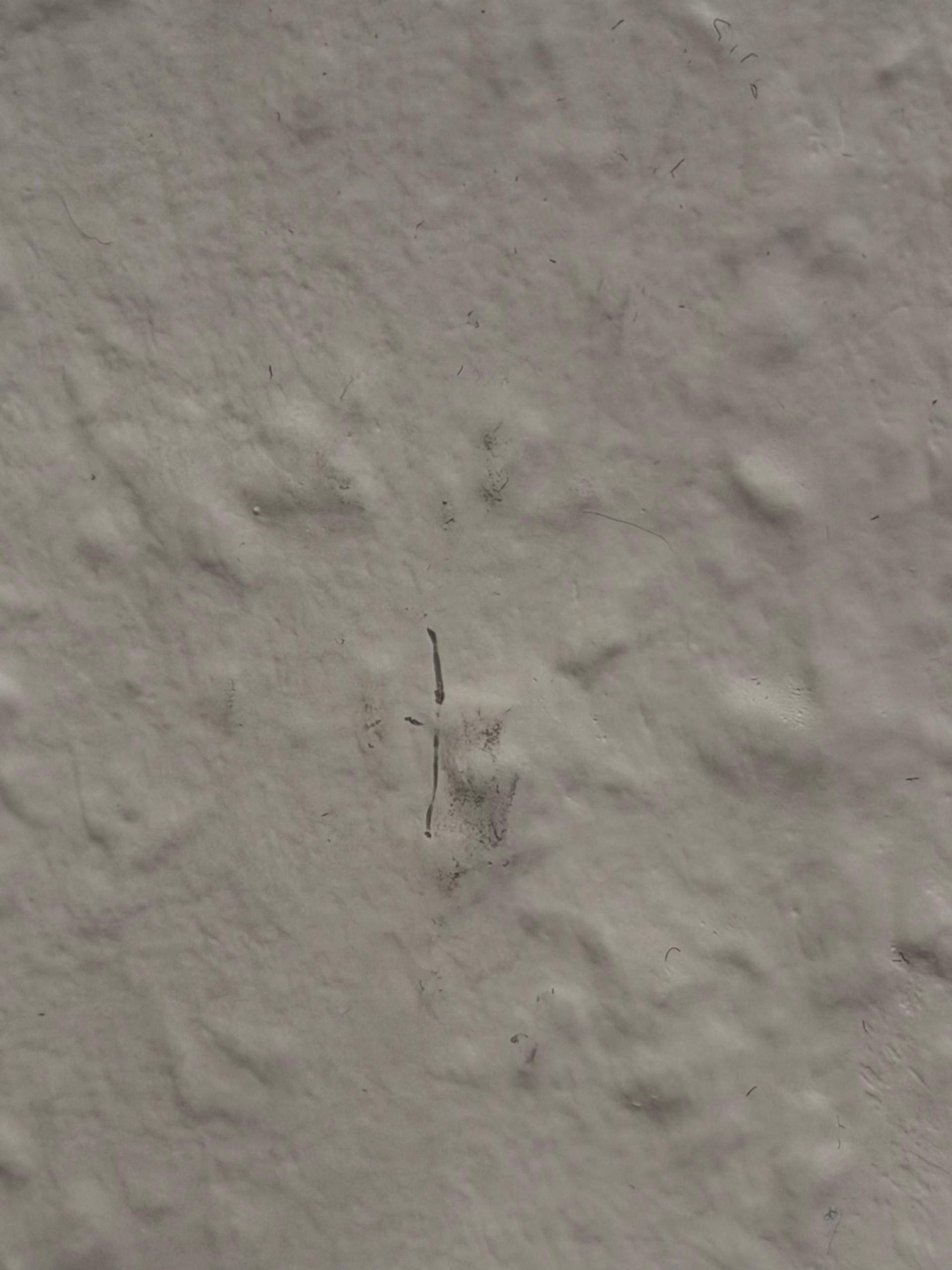 Ist das Schimmel oder eher nur Schmutz an der Wand? (Wohnung, Haushalt ...