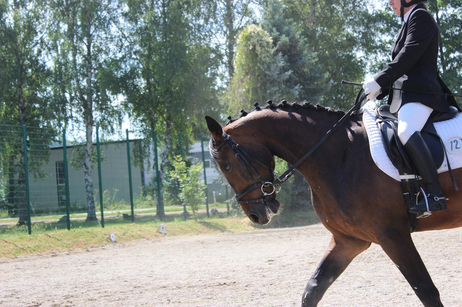 Ist das schon Rollkur? (Mit bild) (Pferd, Reiten, Dressur)