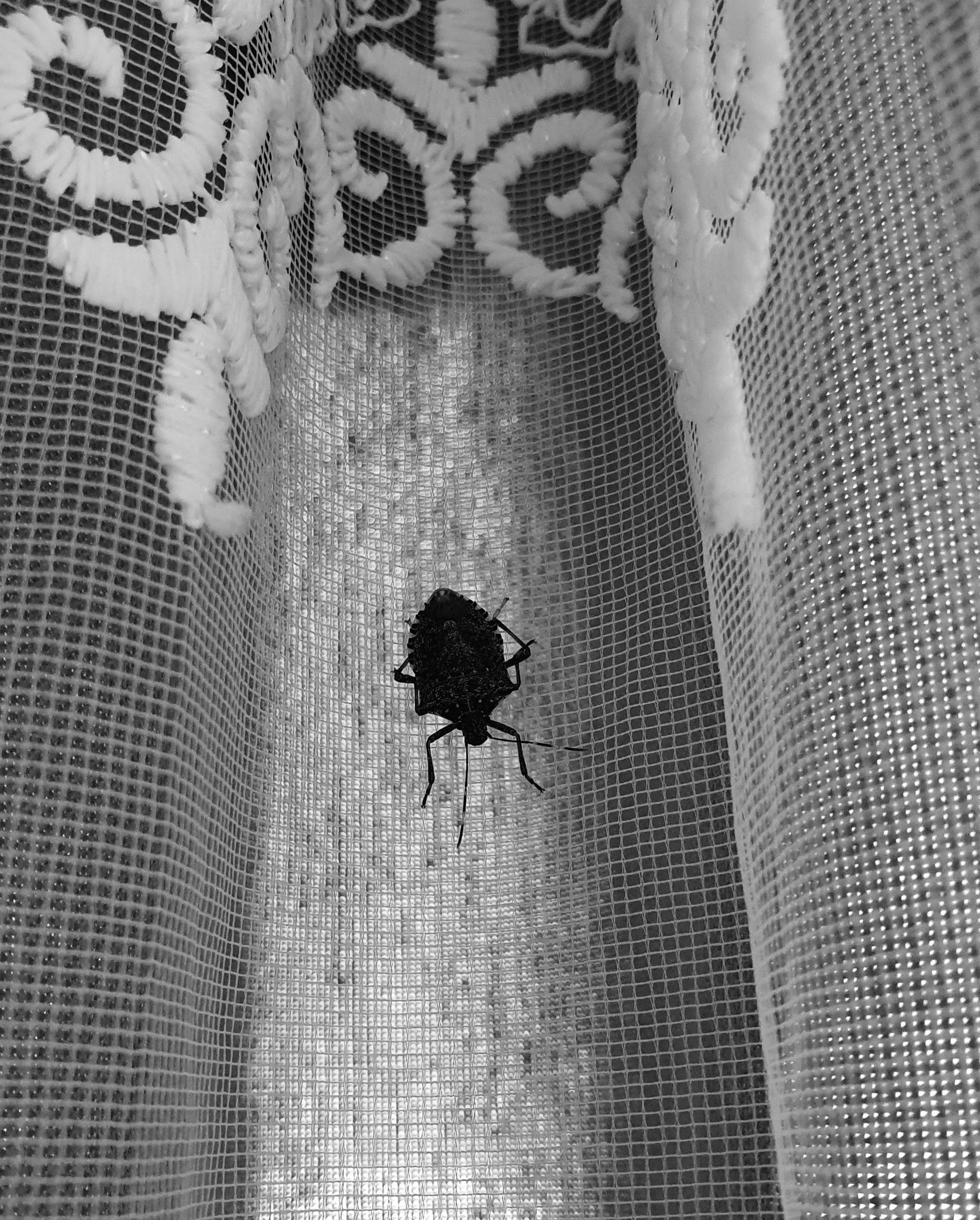 Ist das so ein Stinkekäfer der pupsen kann? (Haushalt, Insekten ...