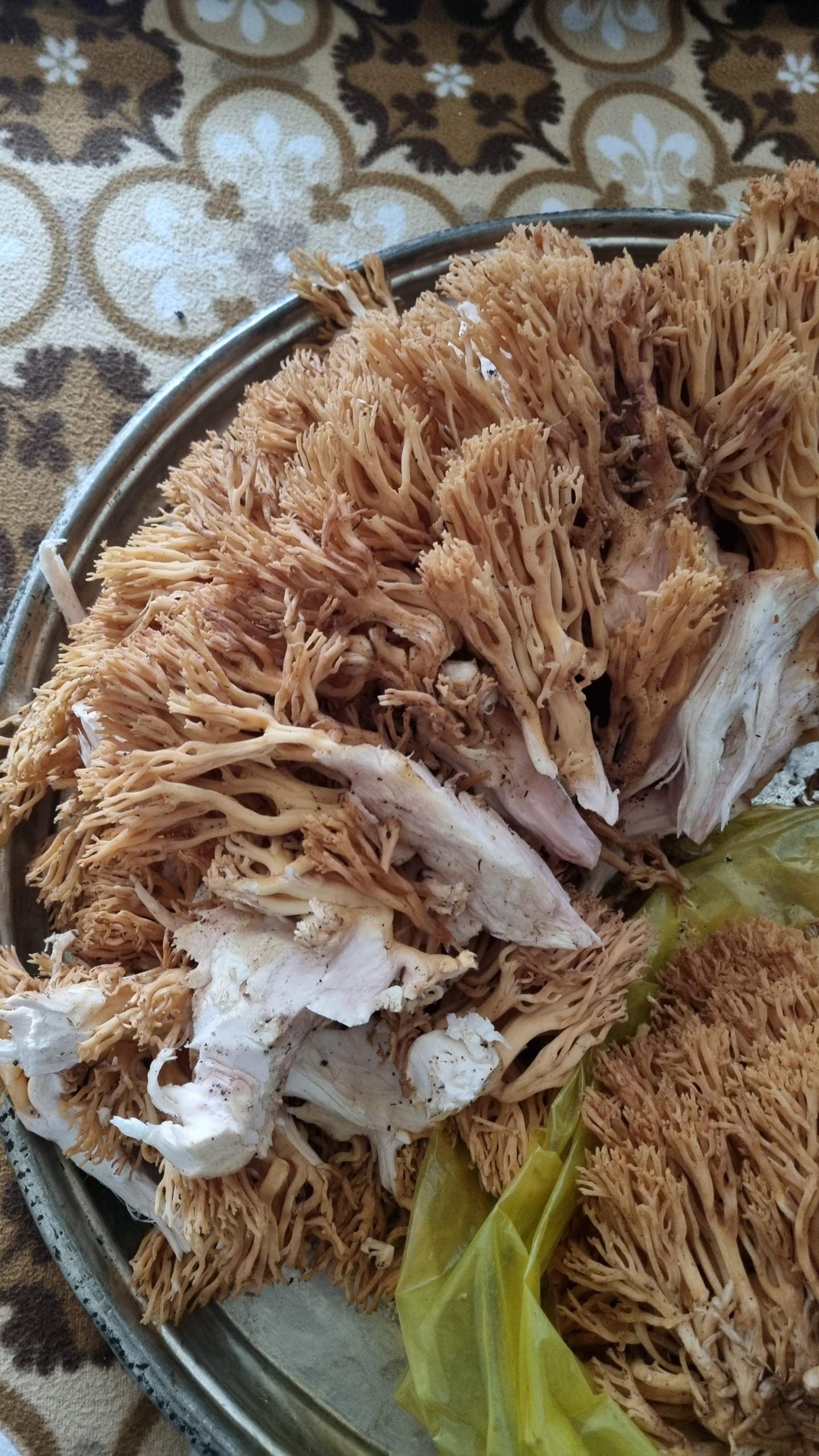 ISt der Pilz essbar? (Essen, Pilze, Mykologie)