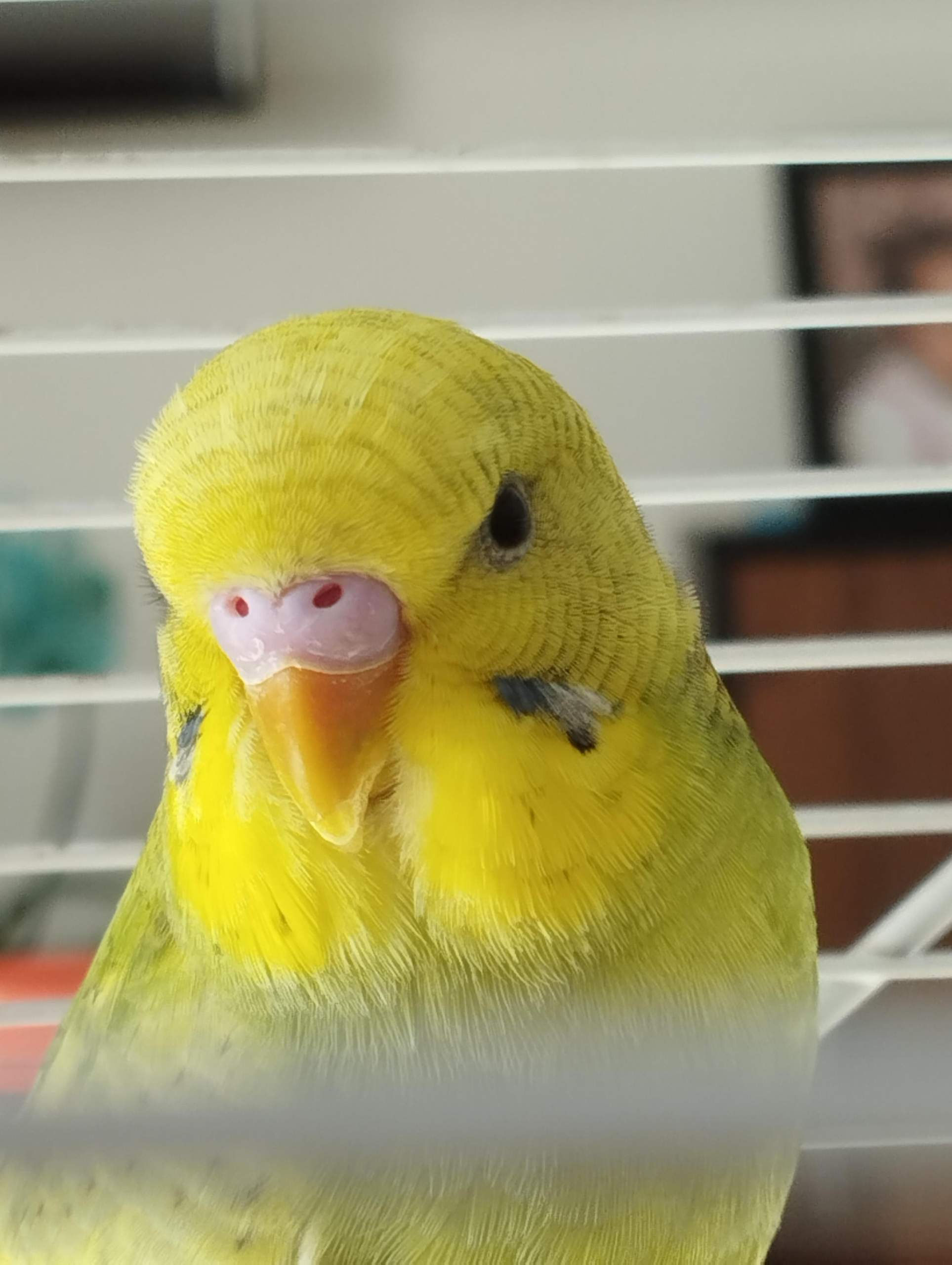 Ist der Wellensittich männlich oder weiblich? (Geschlecht)