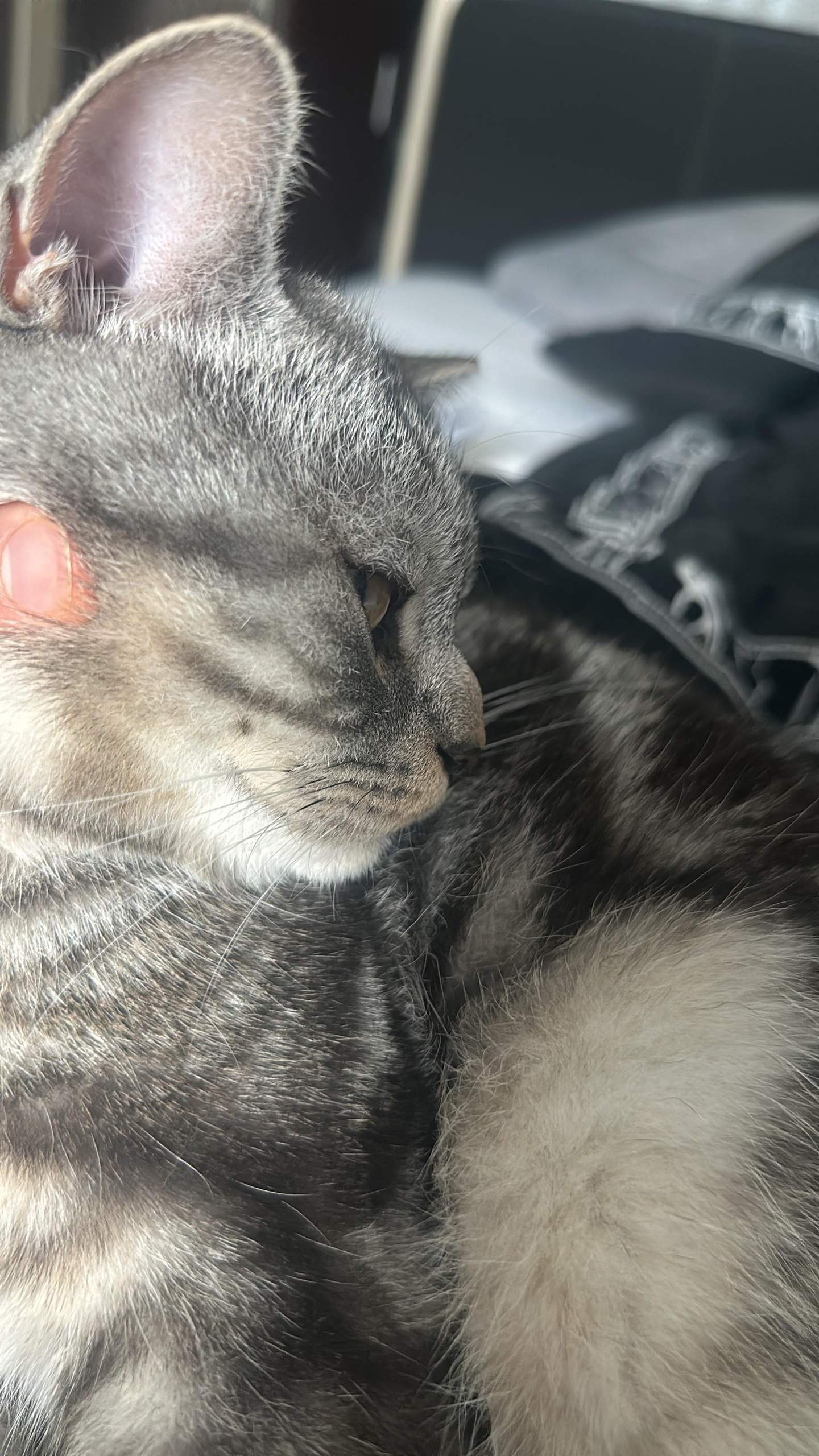 Ist die Beule bei meinem Kater normal? (Katze, Tiermedizin, Hauskatze)