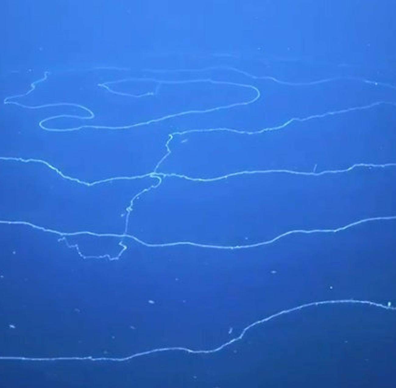 Ist die längste Qualle giftig? (siehe Bild)? (Tiere, Ozean)