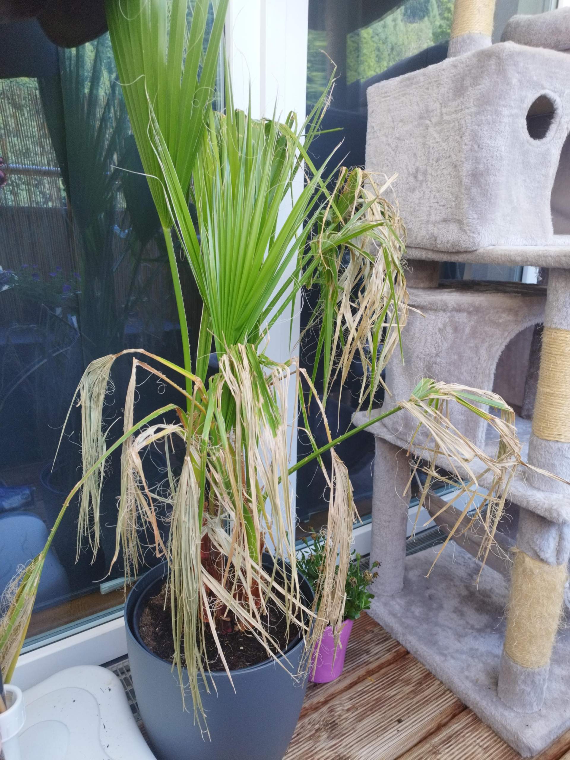 Ist die Palme noch zu retten? (Pflanzenpflege, Hauspflanzen, Palmenpflege)