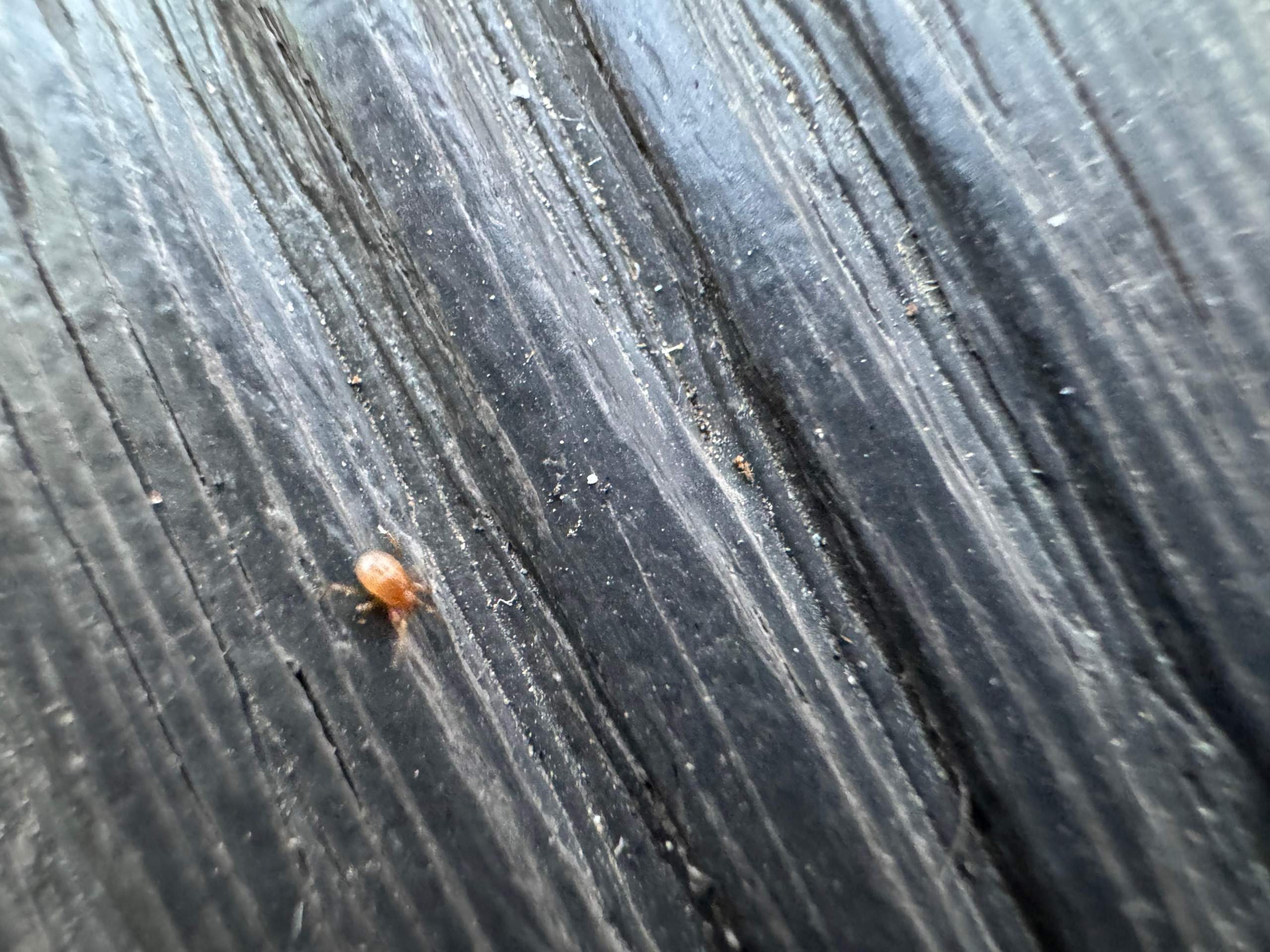 Ist diese tote Hummel von Parasiten befallen? (Insekten, Ungeziefer ...