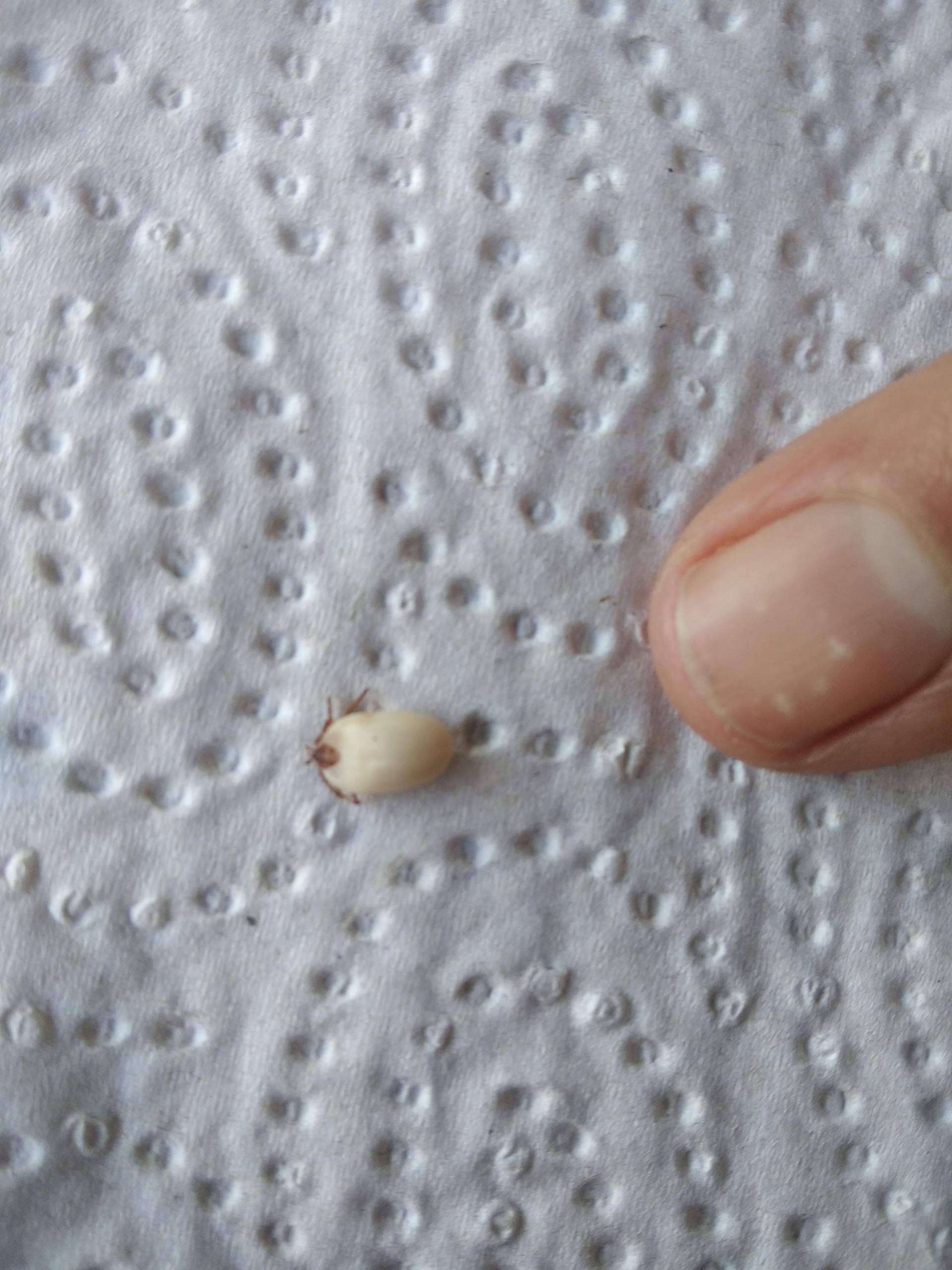 Ist diese Zecke Gefährlich für Tiere und Menschen? (Haustiere, Tierarzt ...