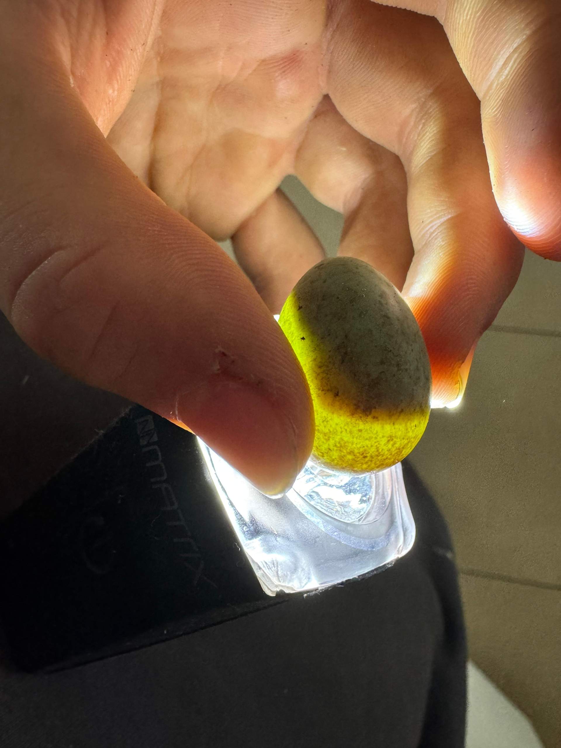 Ist dieses Amselei befruchtet oder nicht? (Eier, Vogelart, Vogelkunde)