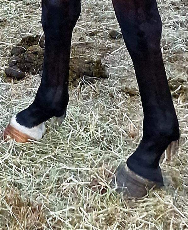 Ist dieses Pferd durchtrittig? (Tiere, Reiten, Tierarzt)