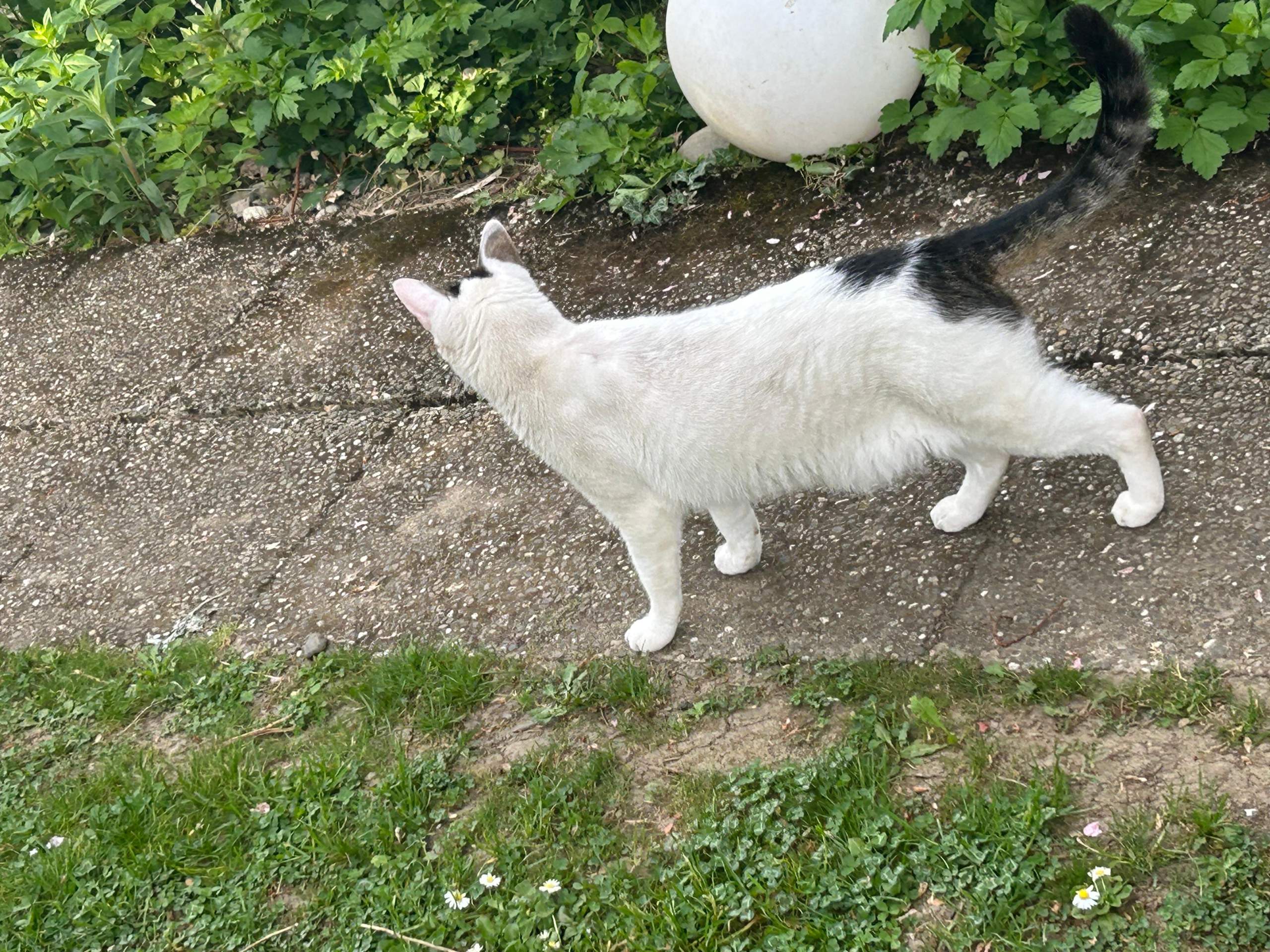 Sind die Freunde? (Kater, Streuner)