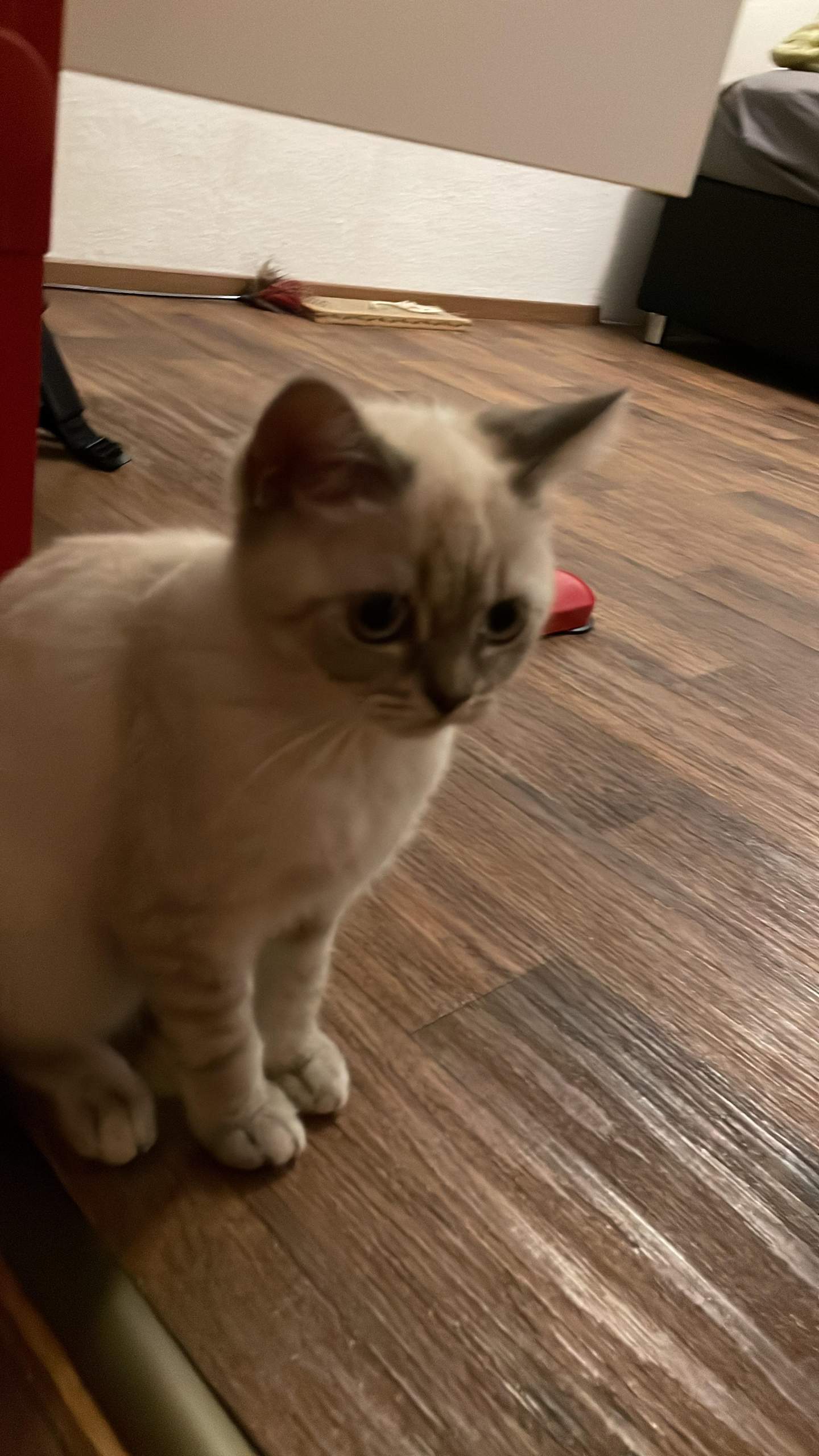 Ist er eine reine BKH katze? (Kater, Rasse, artgerechte Haltung)