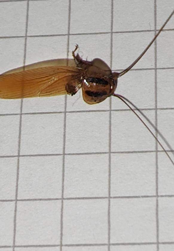 Ist es eine deutsche Schabe? (Insekten, Schädlinge, Ungeziefer)