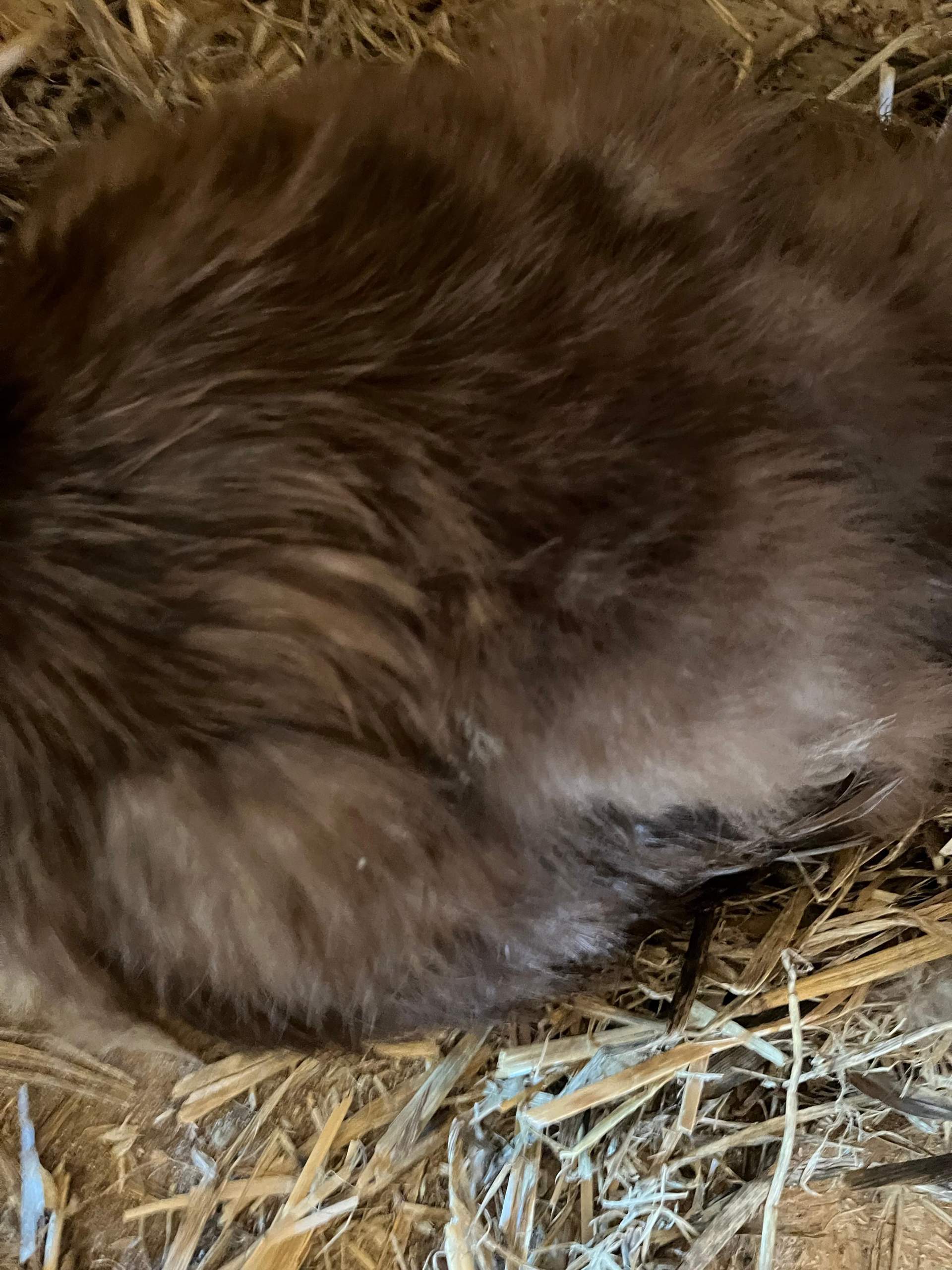 Ist mein Huhn krank? (Tierarzt, Eier, Henne)