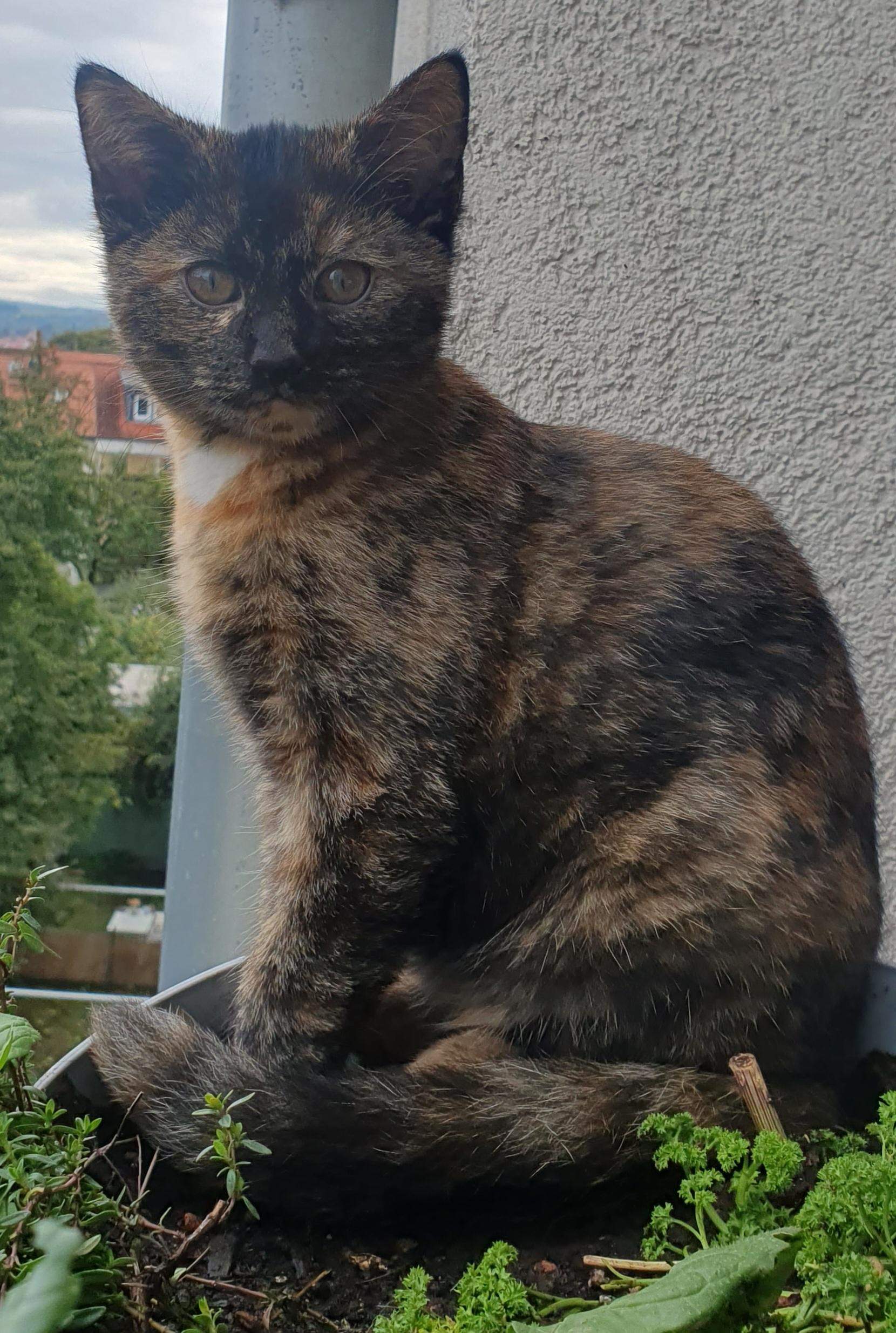 Ist meine Katze eine Schildpatt? Wenn nicht was ist sie dann? (Farbe, Katzenrasse)