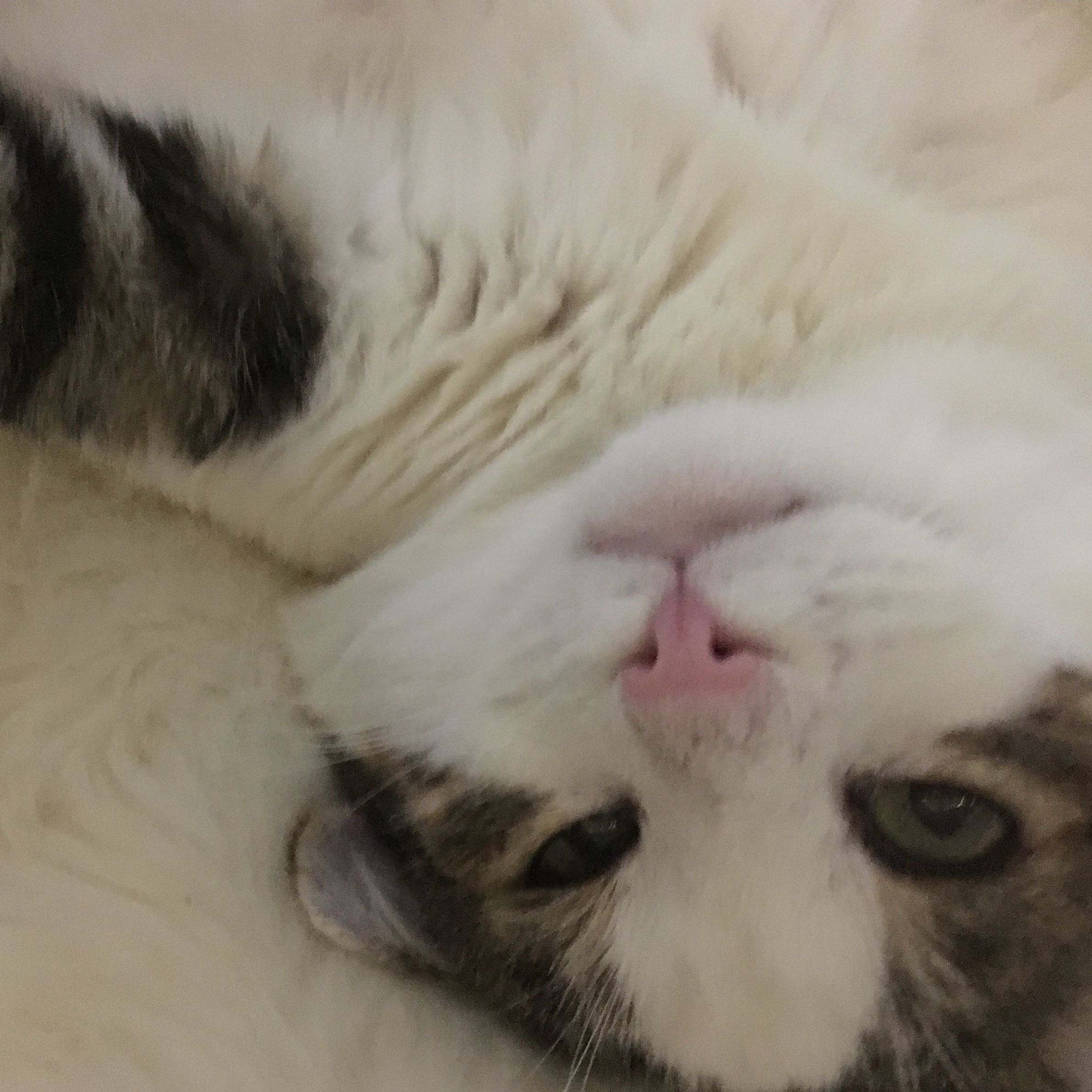 Ist meine Katze süß?