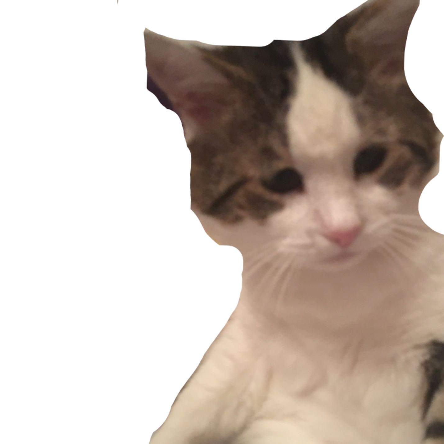 Ist meine Katze süß? (sus)