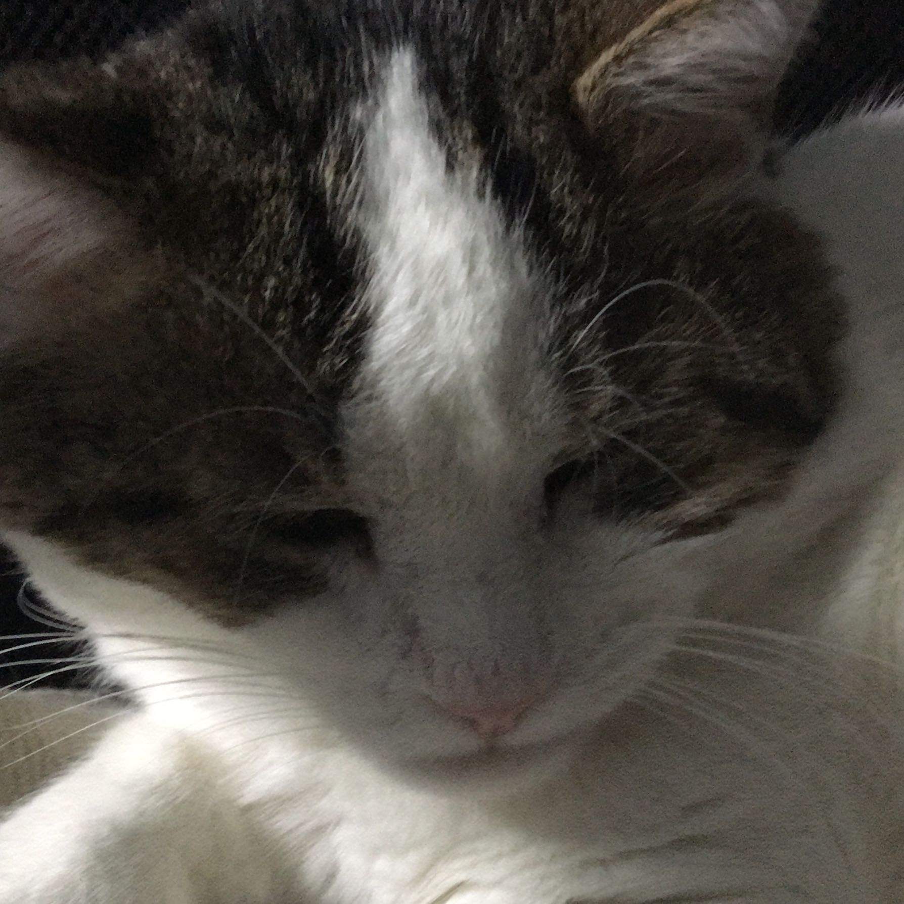 Ist meine Katze süß? (sus)