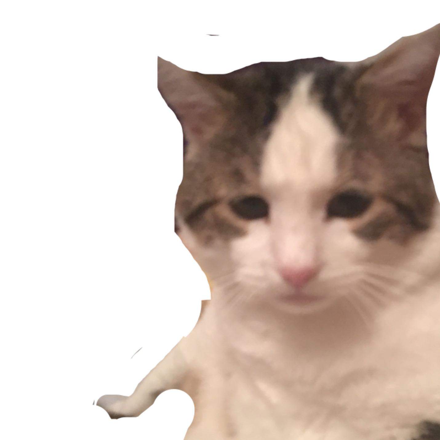 Ist meine Katze süß? (sus)