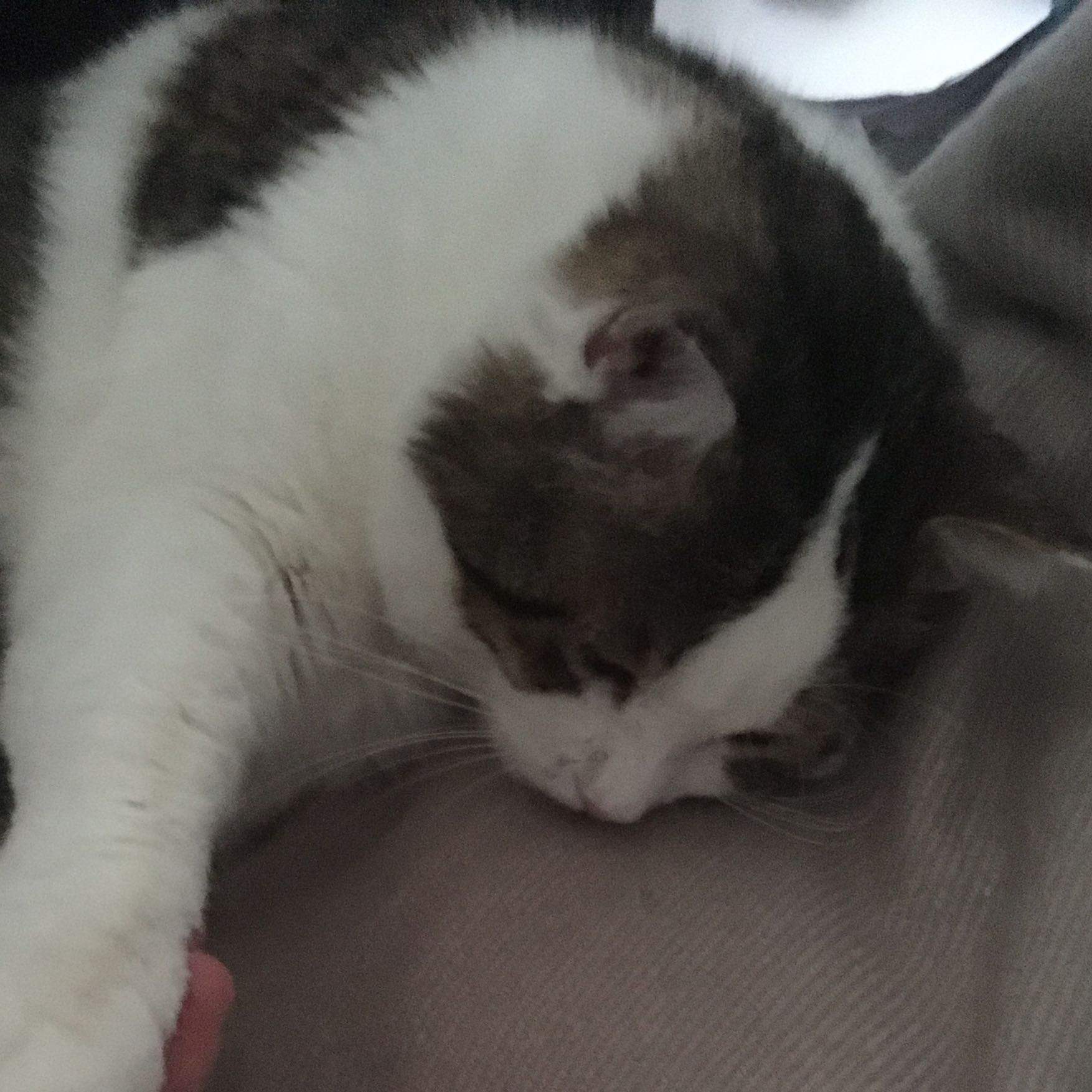 Ist meine Katze süß? (sus)