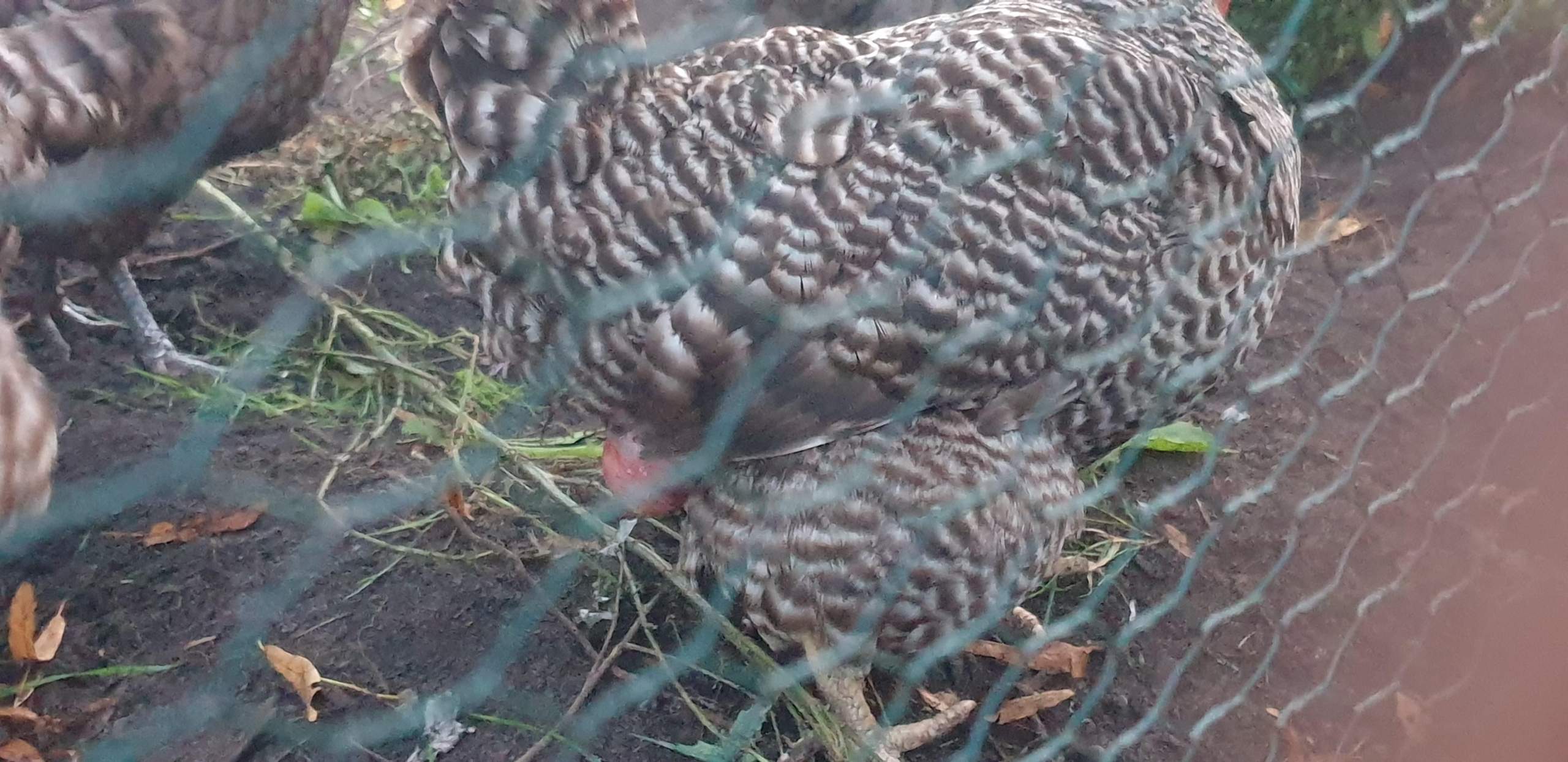 Ist sie krank? (Tierarzt, Tierhaltung, Huhn)