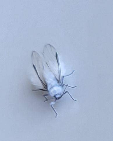 Ist Snow Bug/Yukimushi ein Neozoon? (Tiere, Natur, Insekten)
