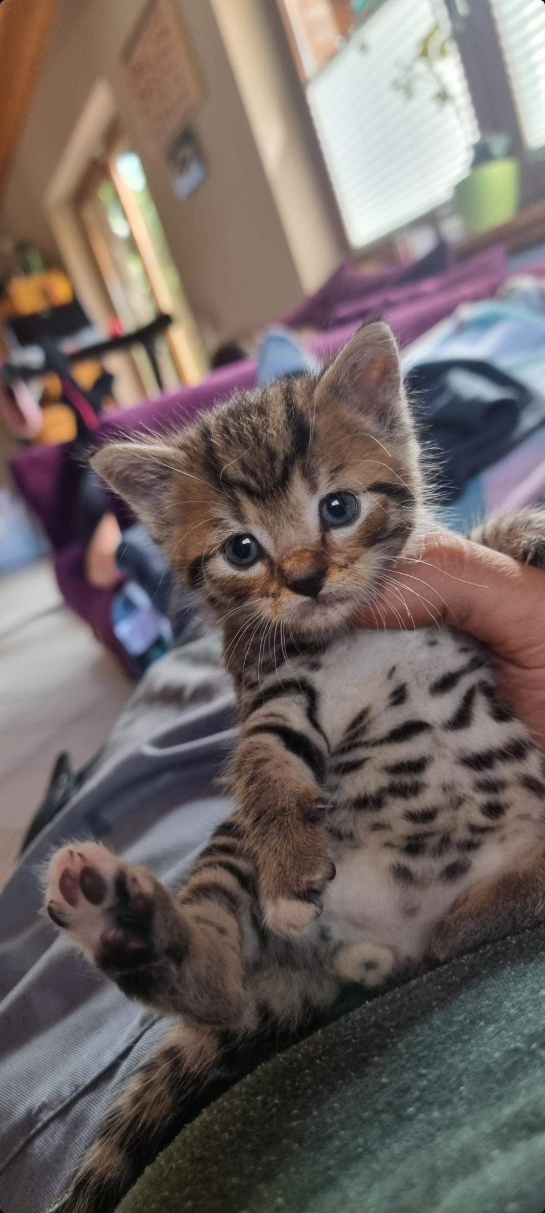 Ist unser kleiner ein Bengal Mix? (Kater, Katzenrasse)