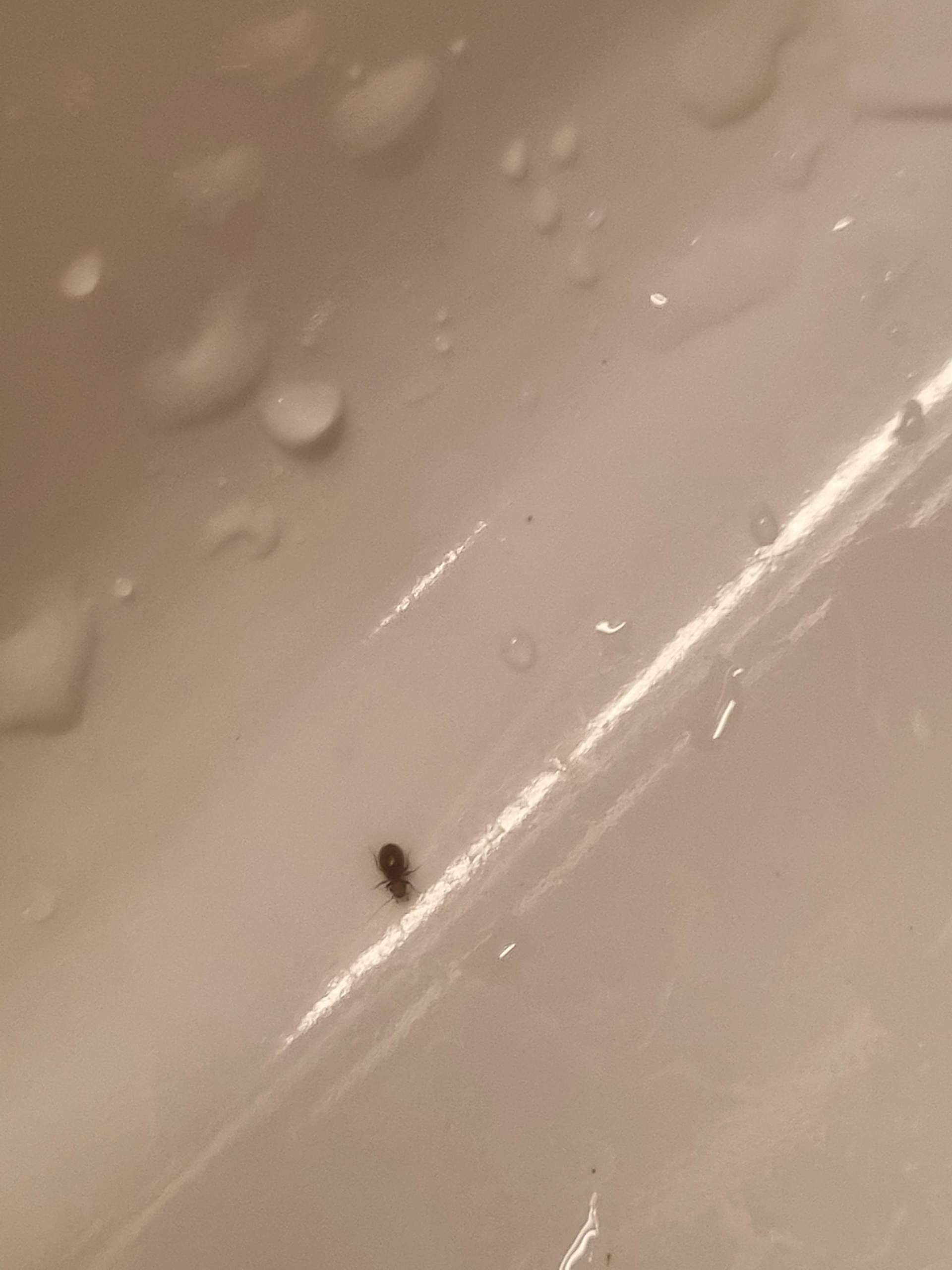 Käfer Im Badezimmer