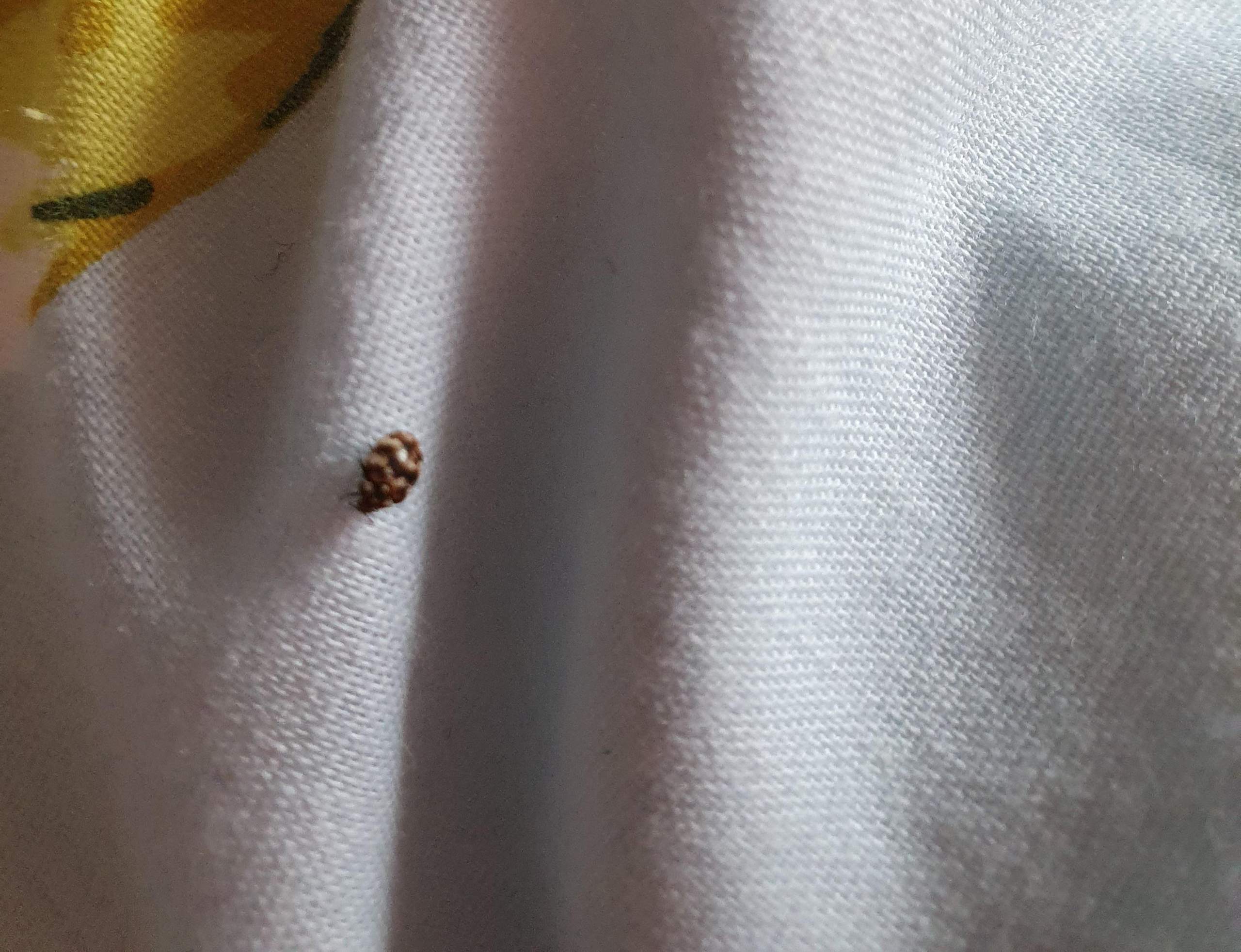 Käfer im Bett gefunden...? (Insekten, Schädlinge, Ungeziefer)