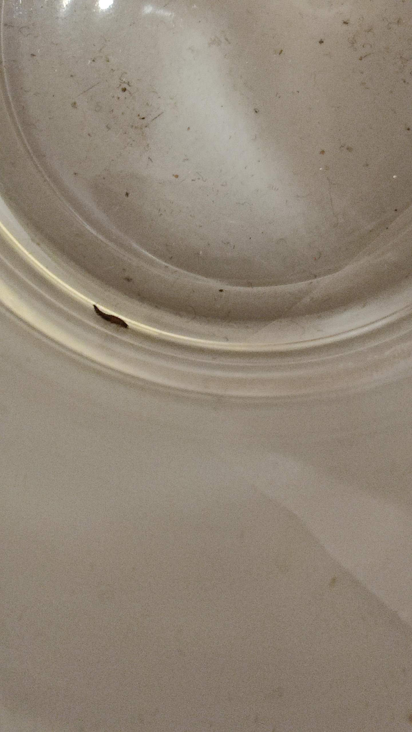 Käfer/ Larve im Bett? (Insekten, Schädlinge, Ungeziefer)