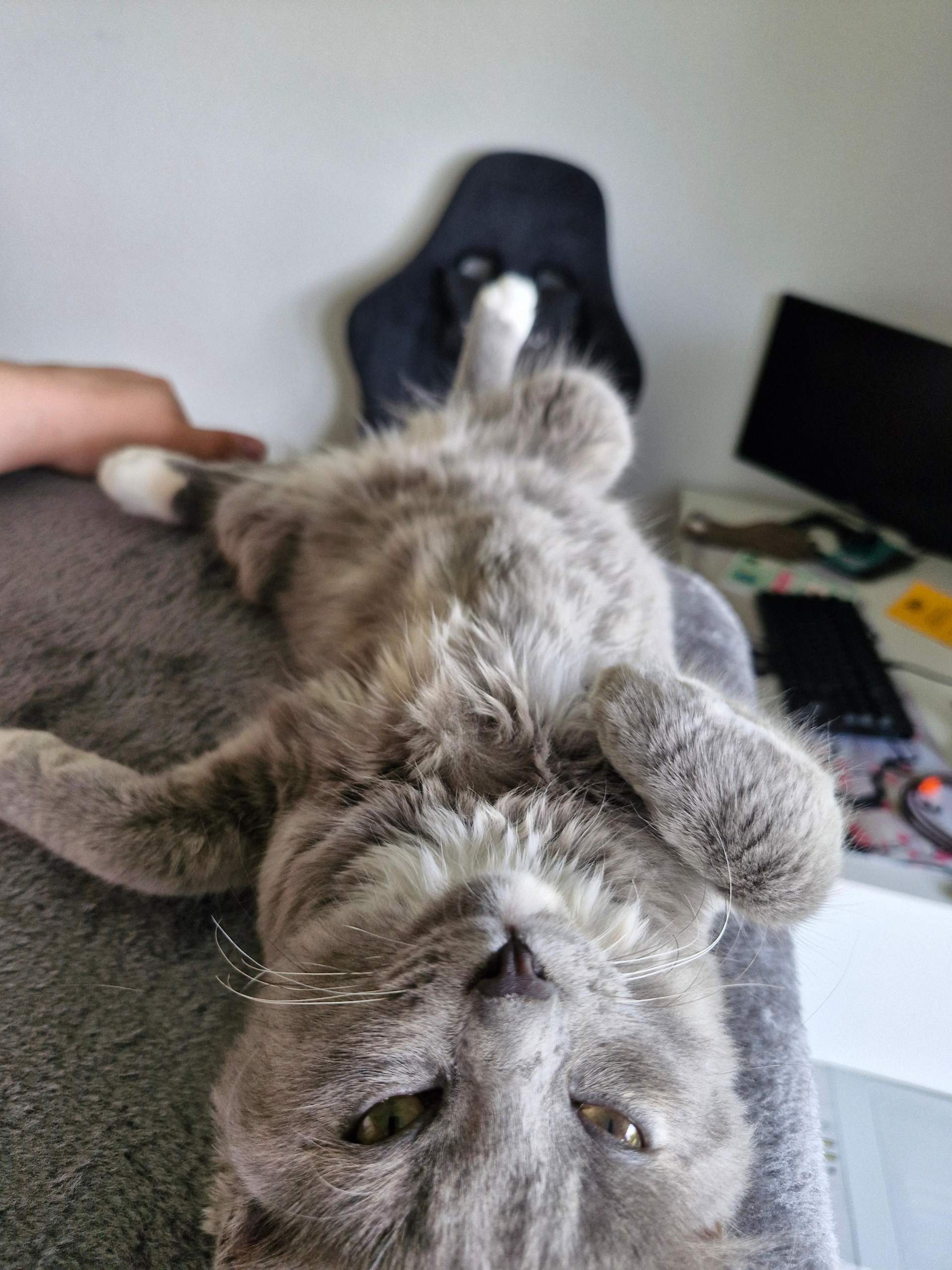 Kätzchen atmet sehr schnell? (Tierarzt, Kater, Tierhaltung)